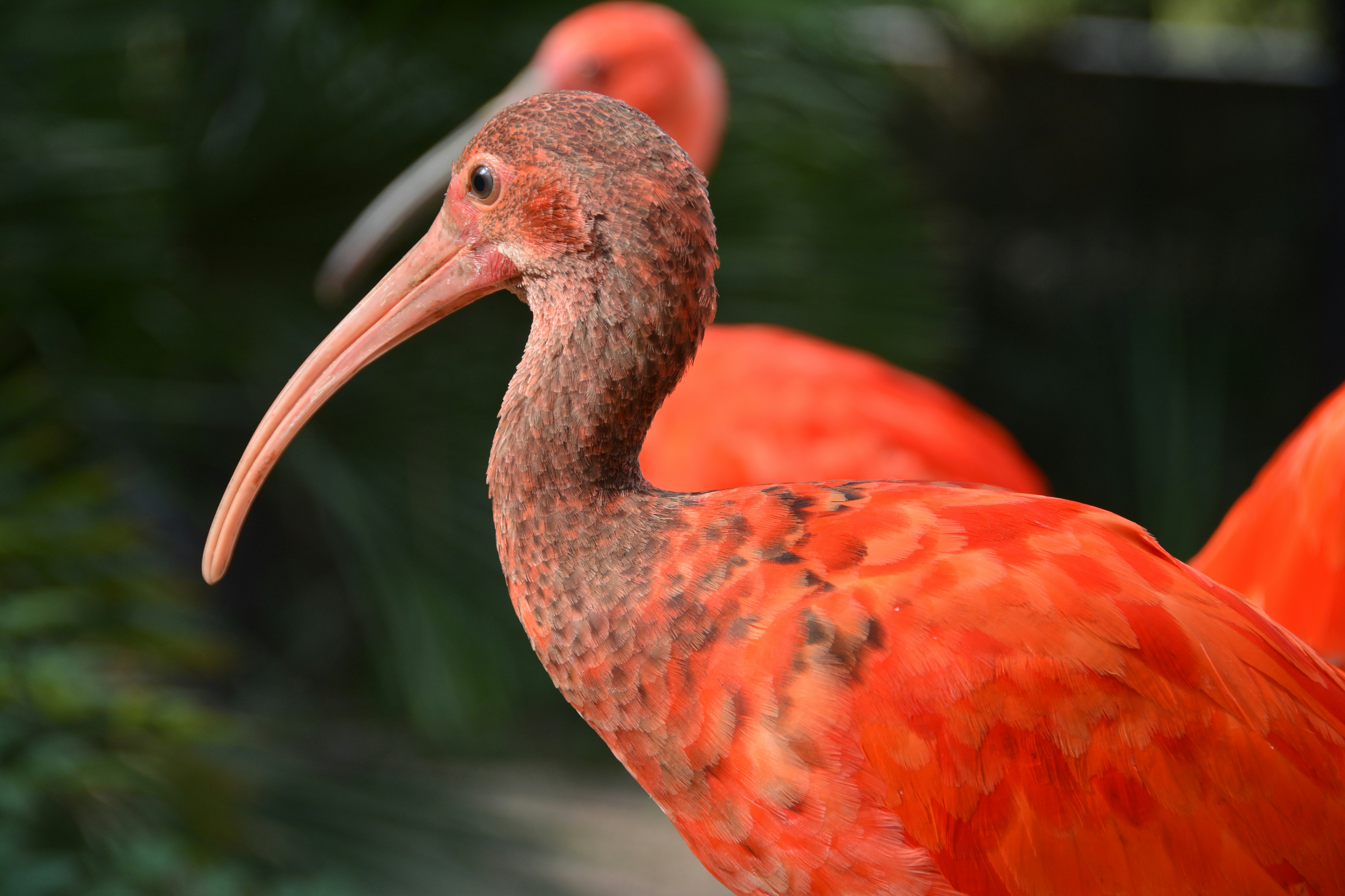 A close up of a bird with a long beak photo – Free Exotic birds Image ...