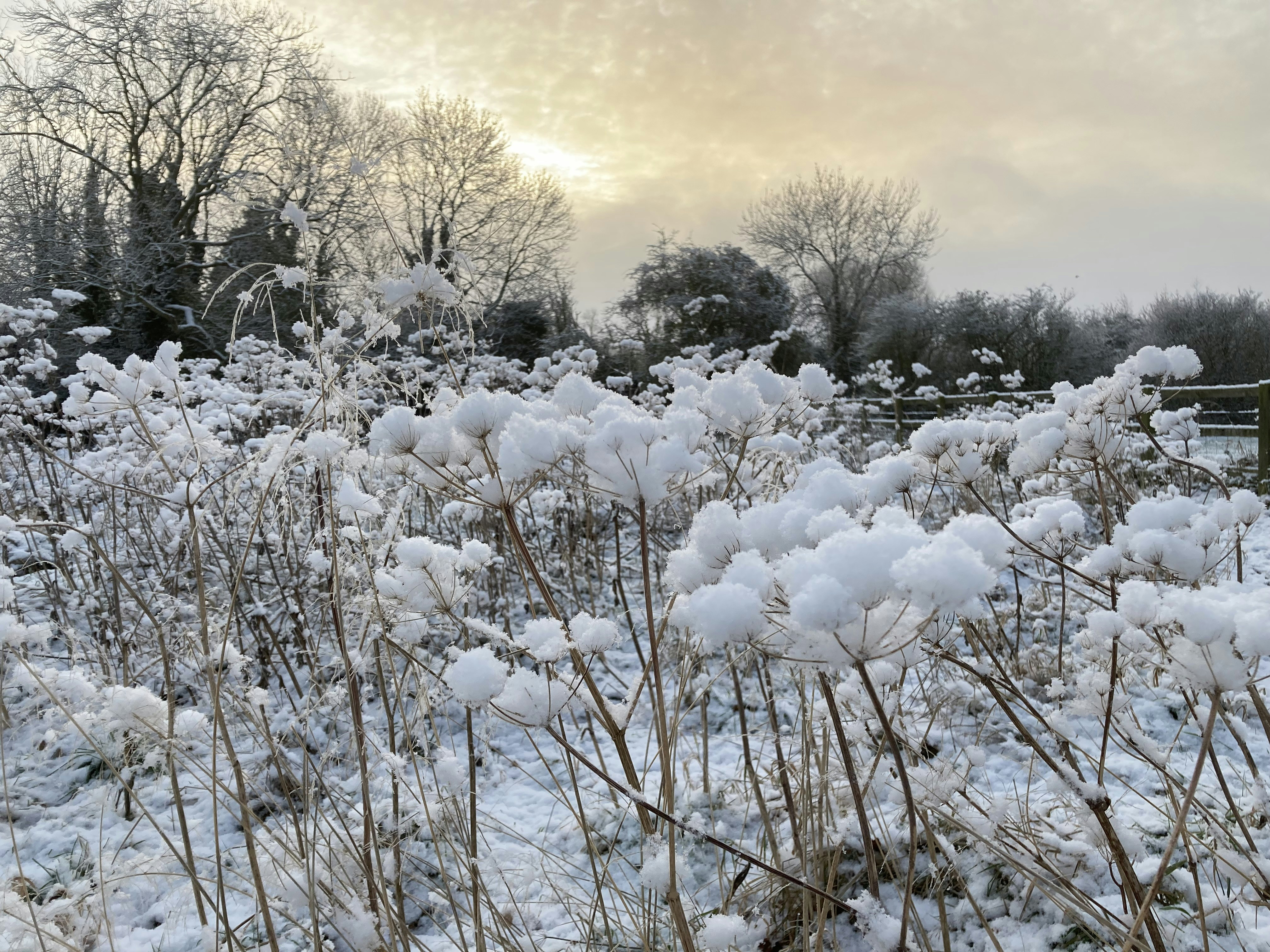 snow on seed heads | a field covered in snow next to a forest