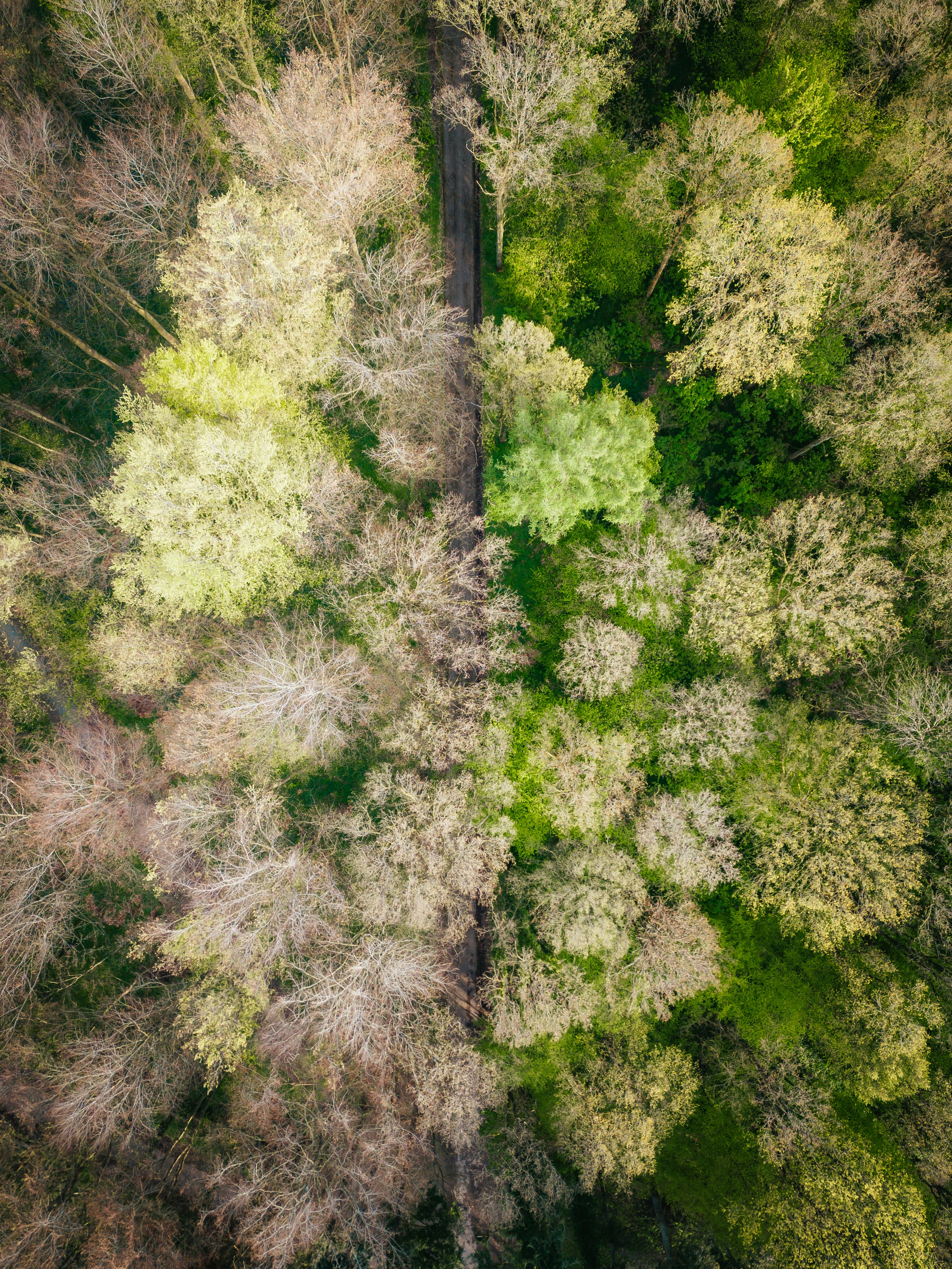 Une vue aérienne d’une forêt avec beaucoup d’arbres photo – Image ...