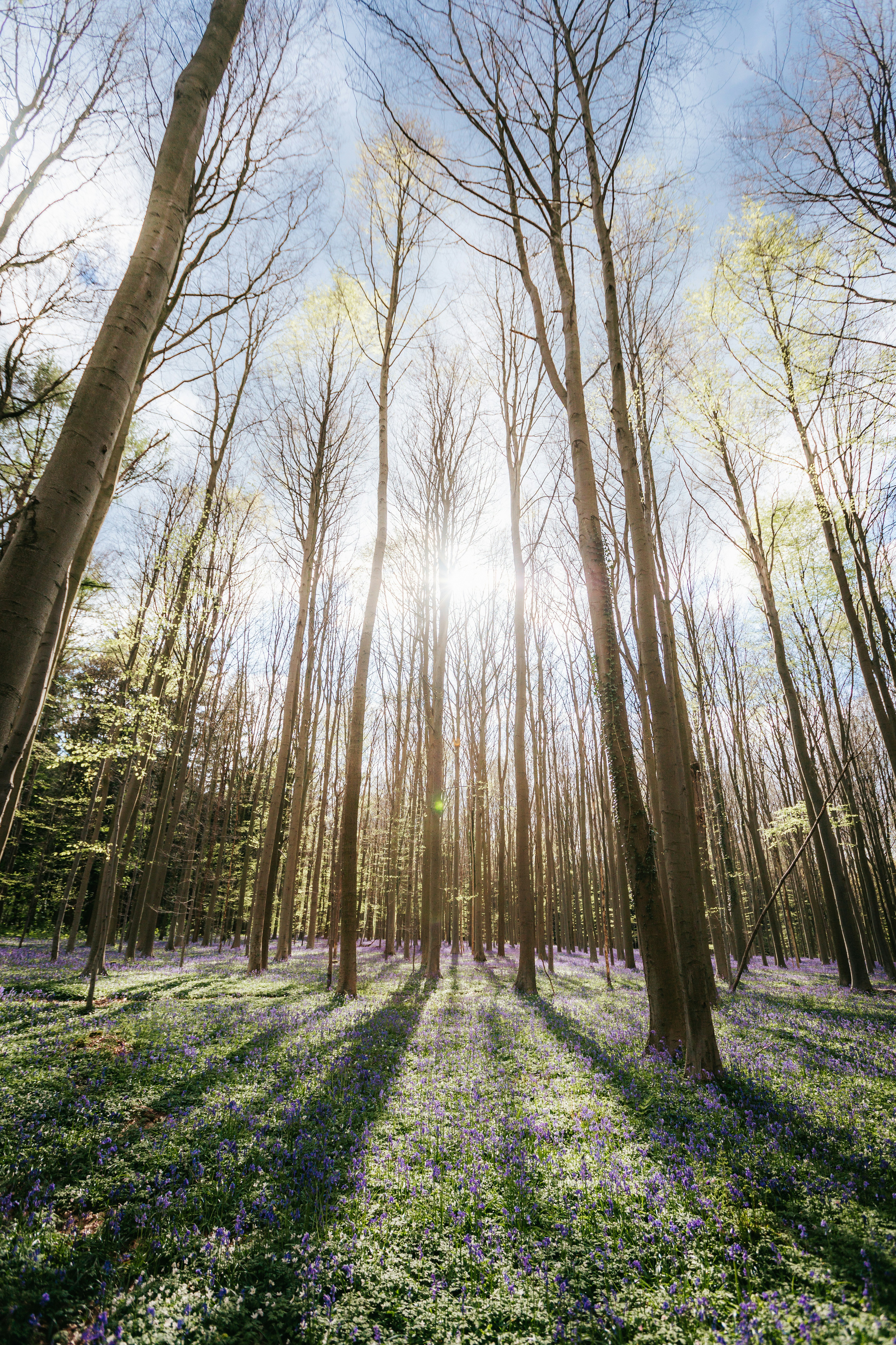 The sun shines through the trees in the woods photo – Free Hallerbos ...