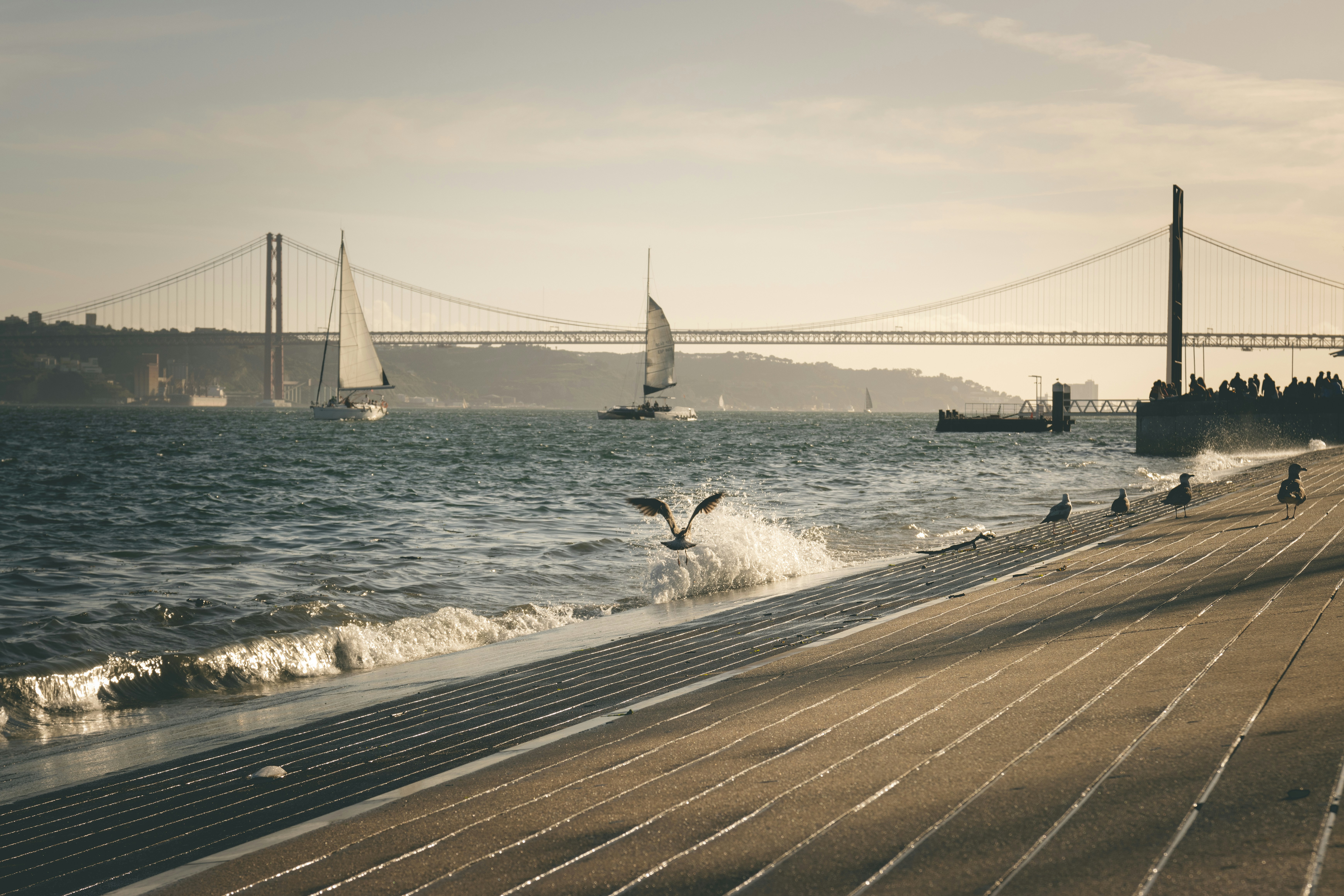 A group of birds flying over a body of water photo – Free Cais das ...