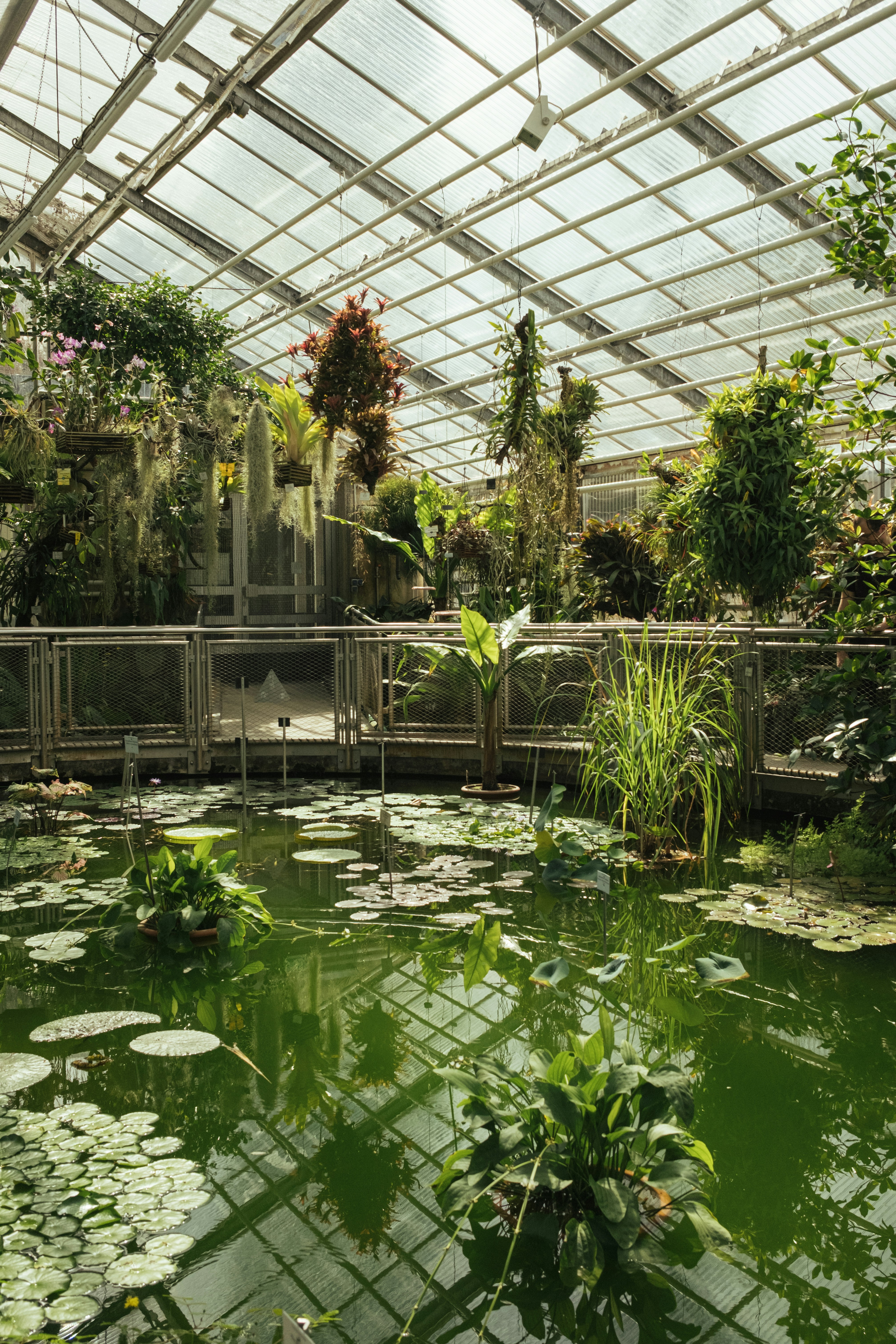 A pond inside of a greenhouse filled with lots of plants photo – Free ...