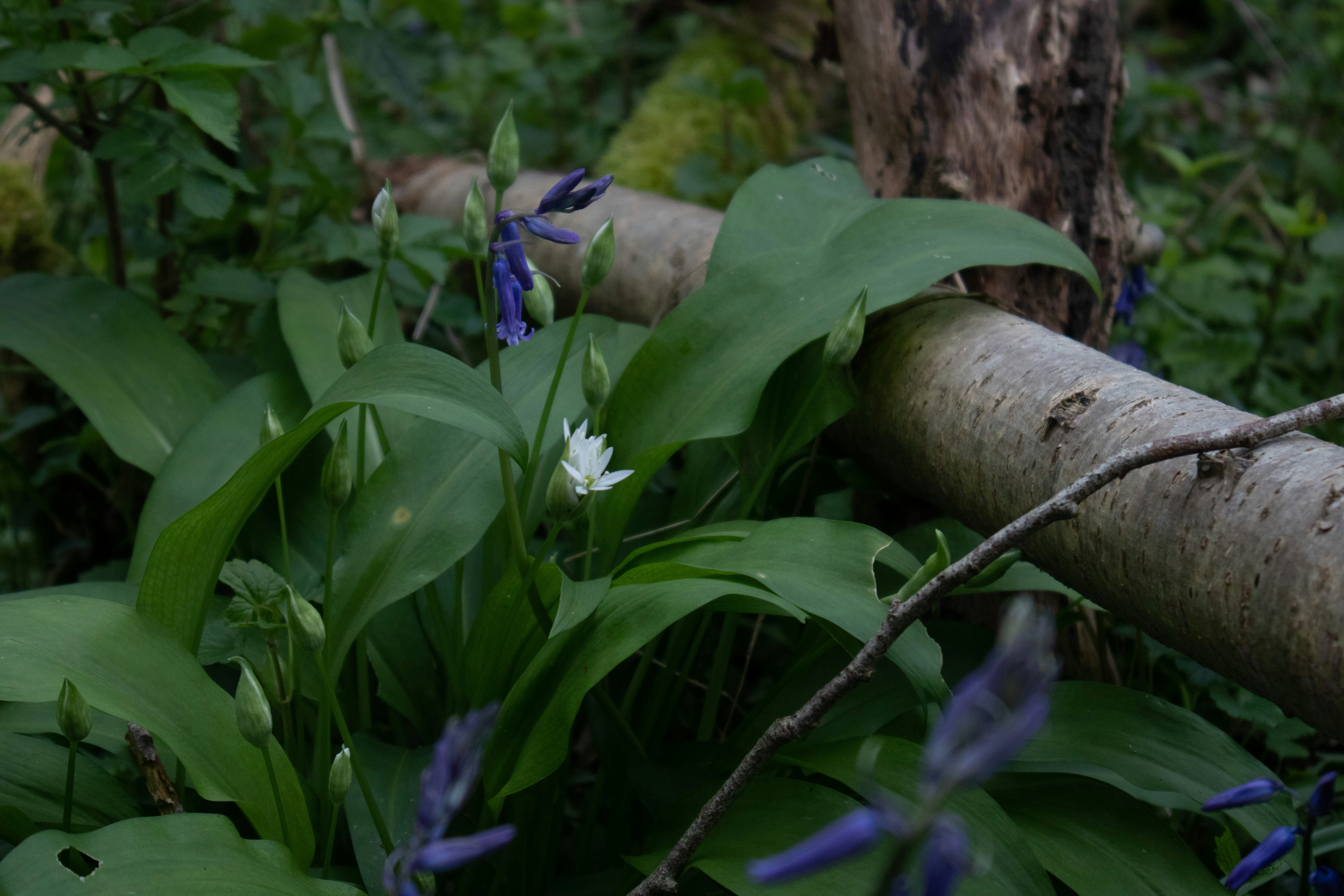 Hidden Blue Blooms in a Forest Understory