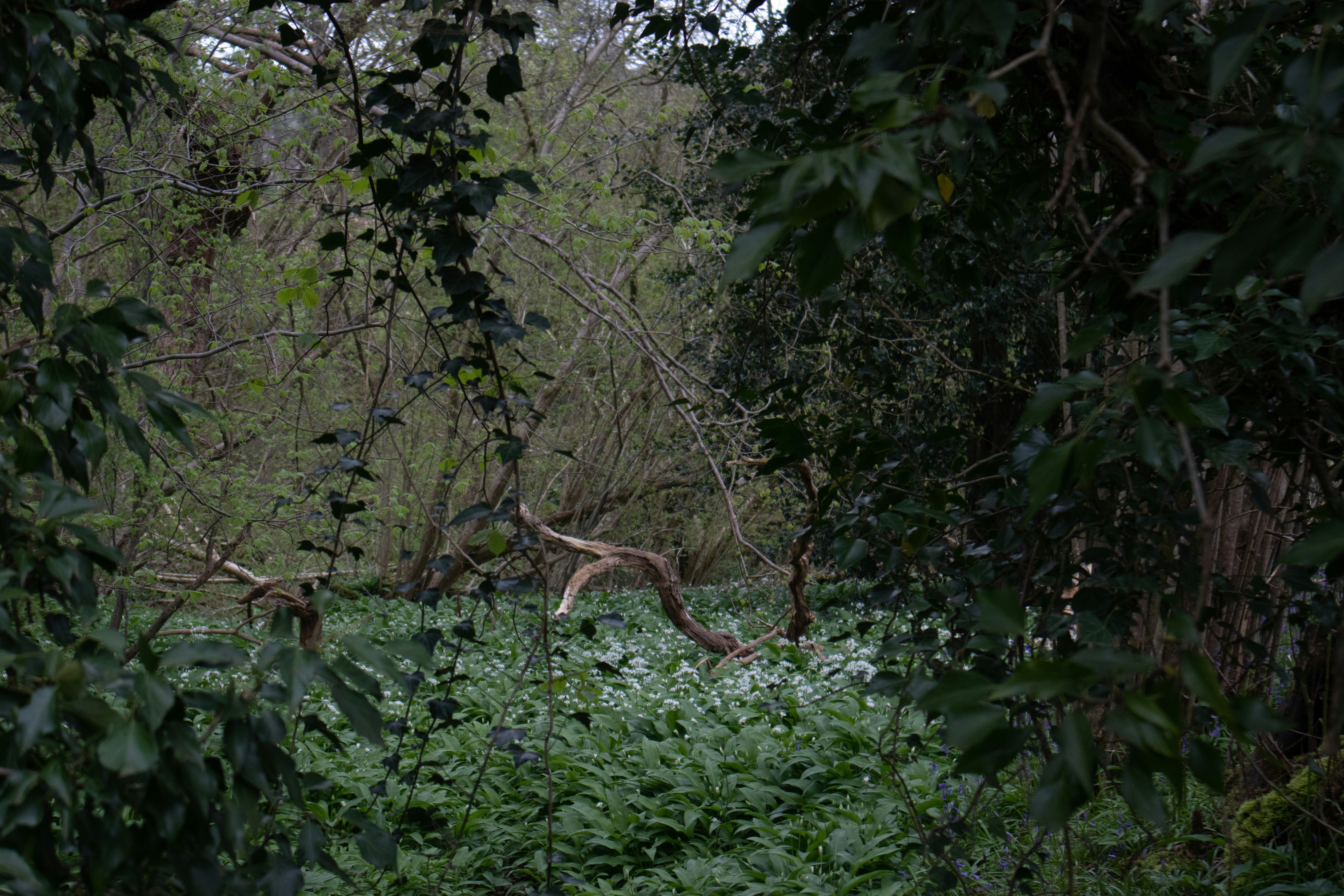 Deer Among the Velvet Leaves: A Quiet Forest Portrait