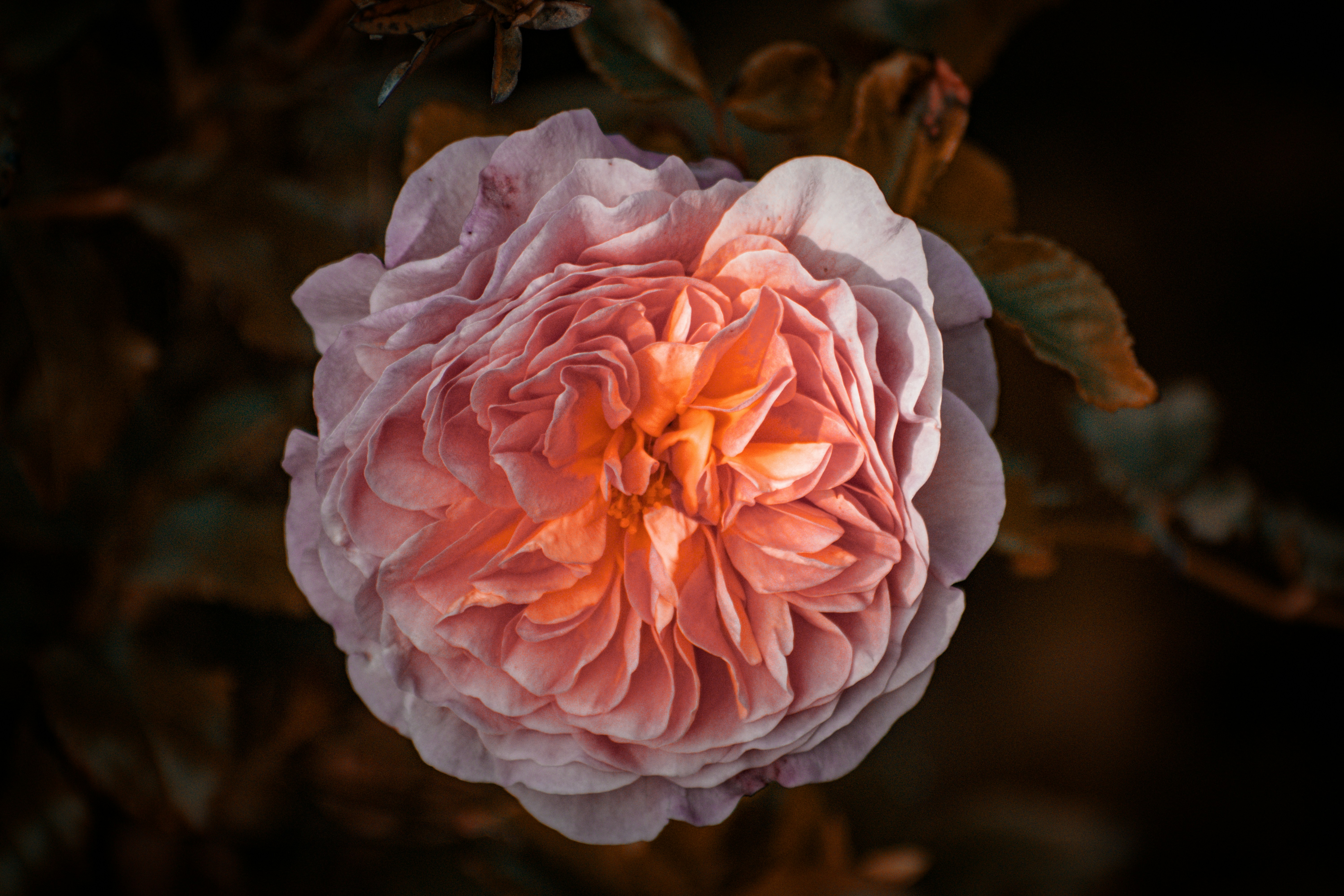 Petal Firelight: a close-up pink rose lit from within against a shadowed backdrop