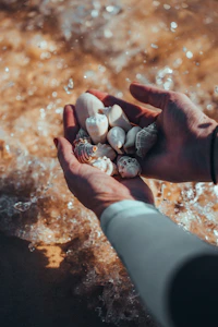 Treasures of the Tide: A Shell Collector's Delight