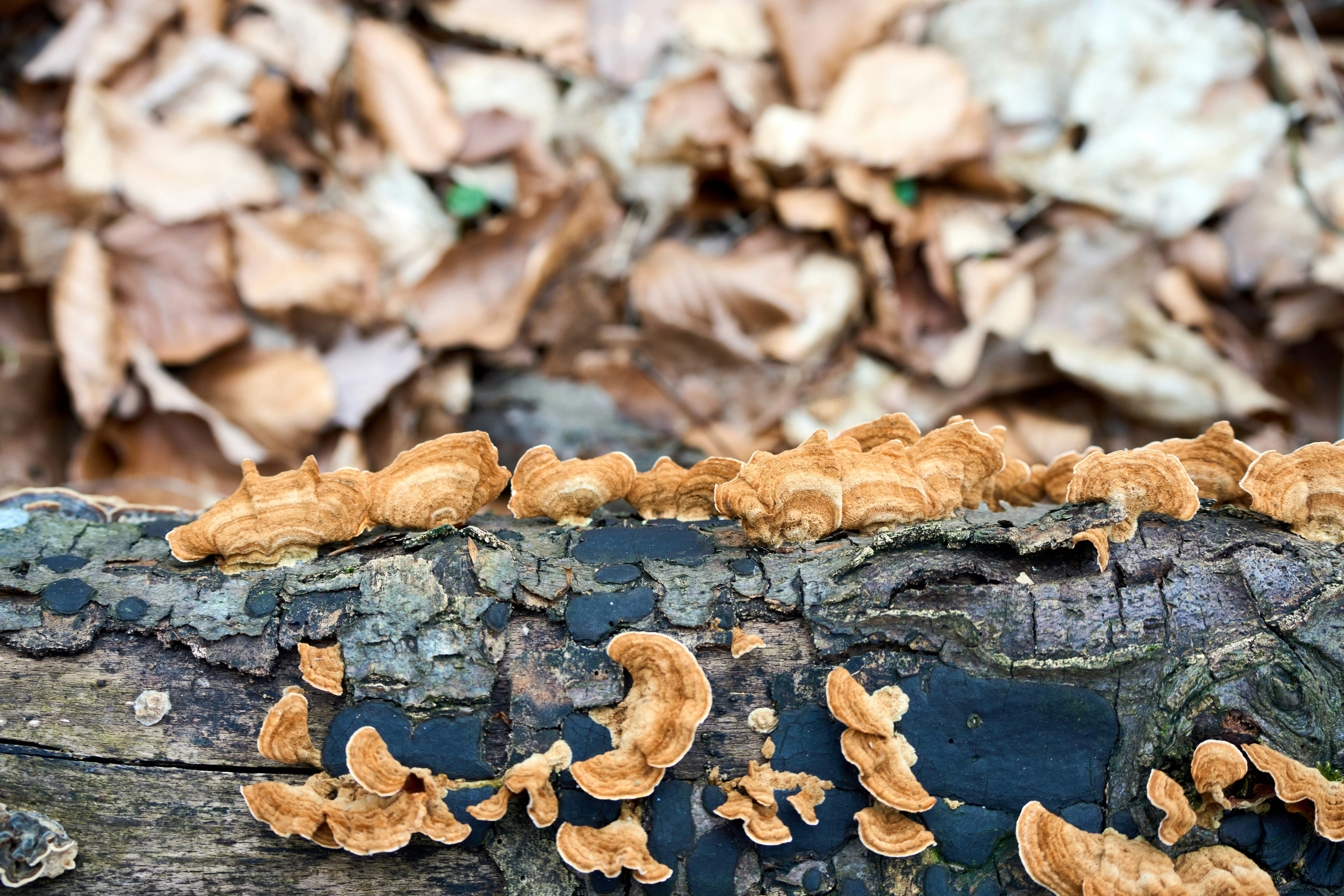 Rust-Orange Shelf Fungi Parade Across a Weathered Log