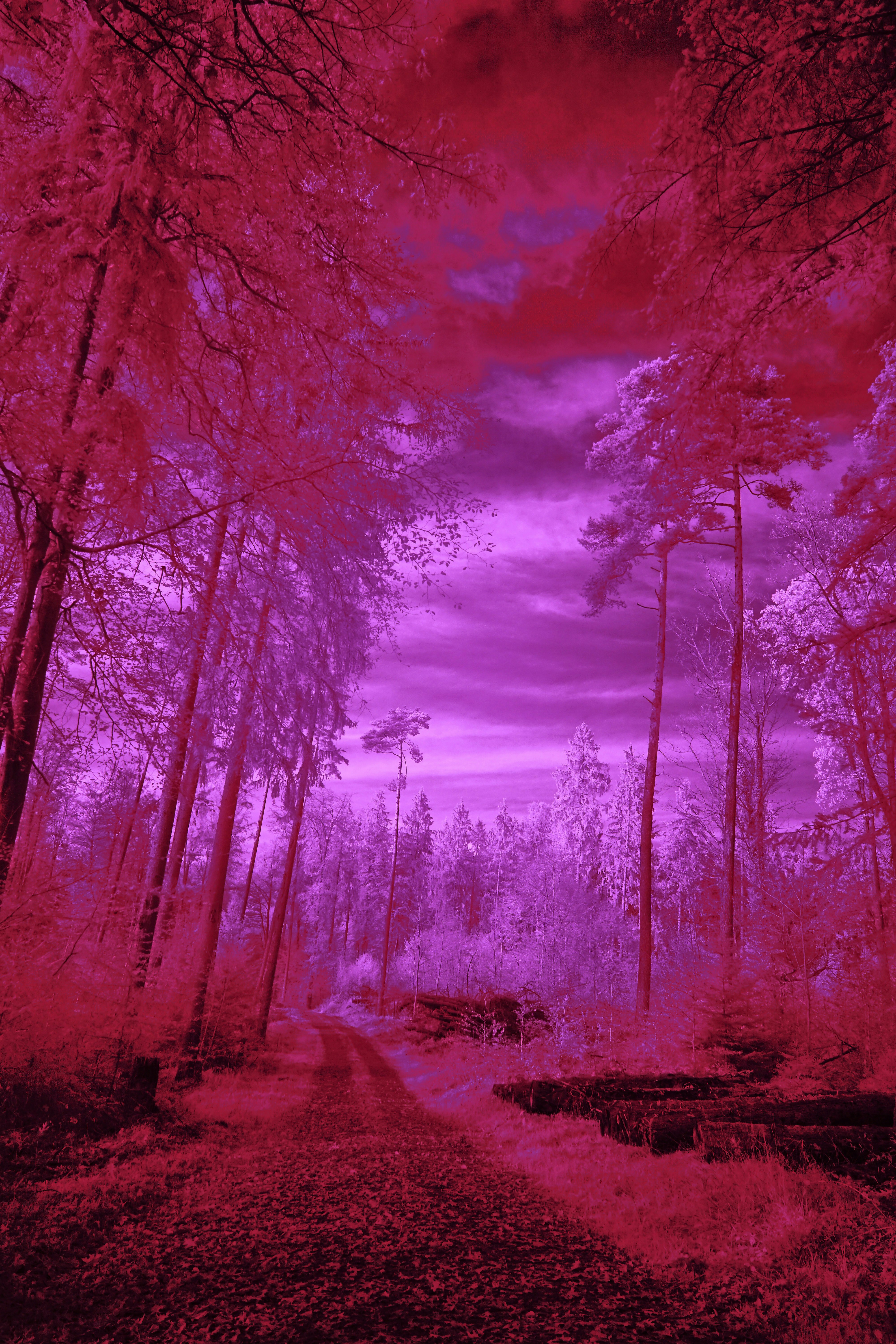 Une image infrarouge d’un chemin dans les bois photo – Photo La nature ...