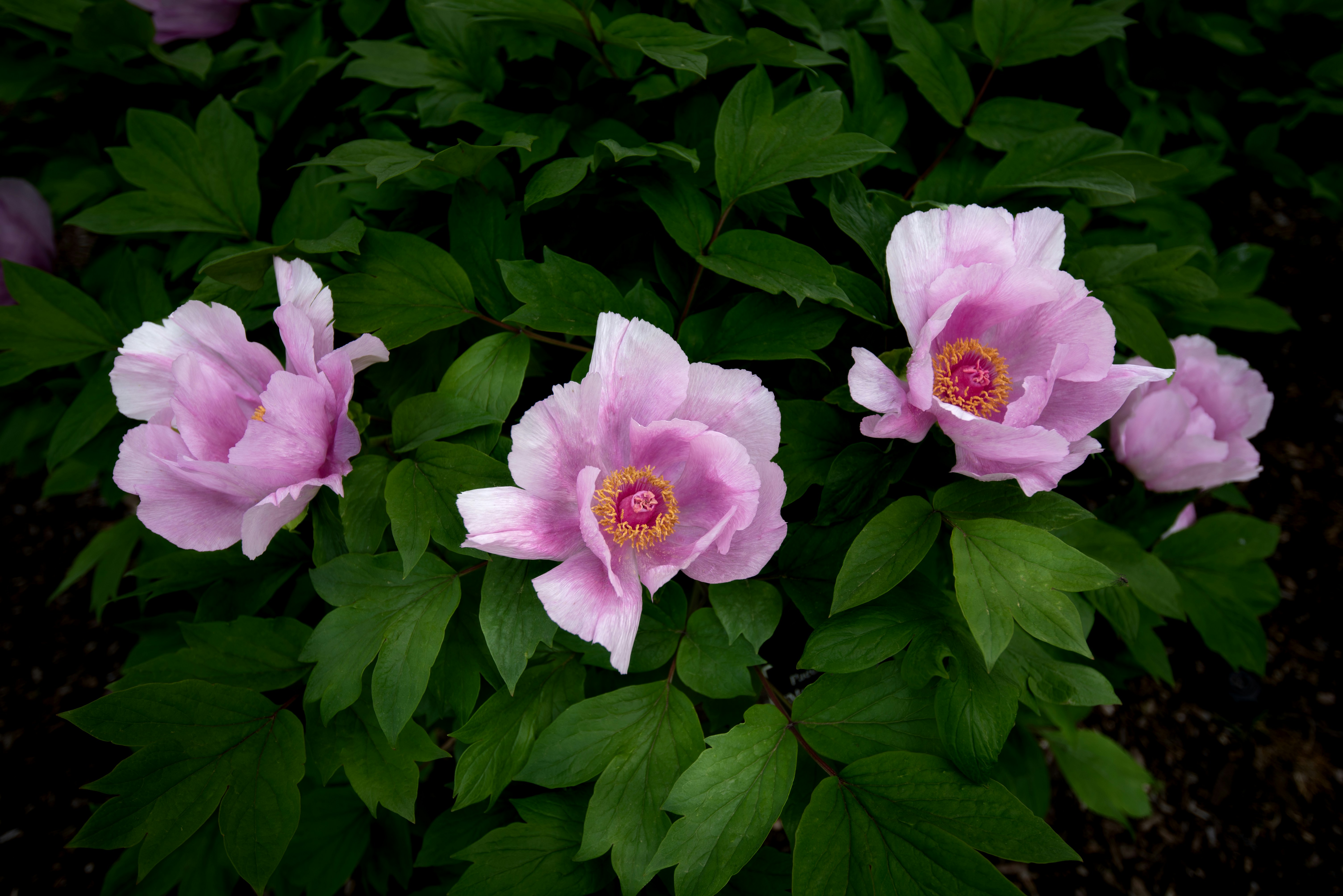Three Pink Peonies in a Quiet Green Frame