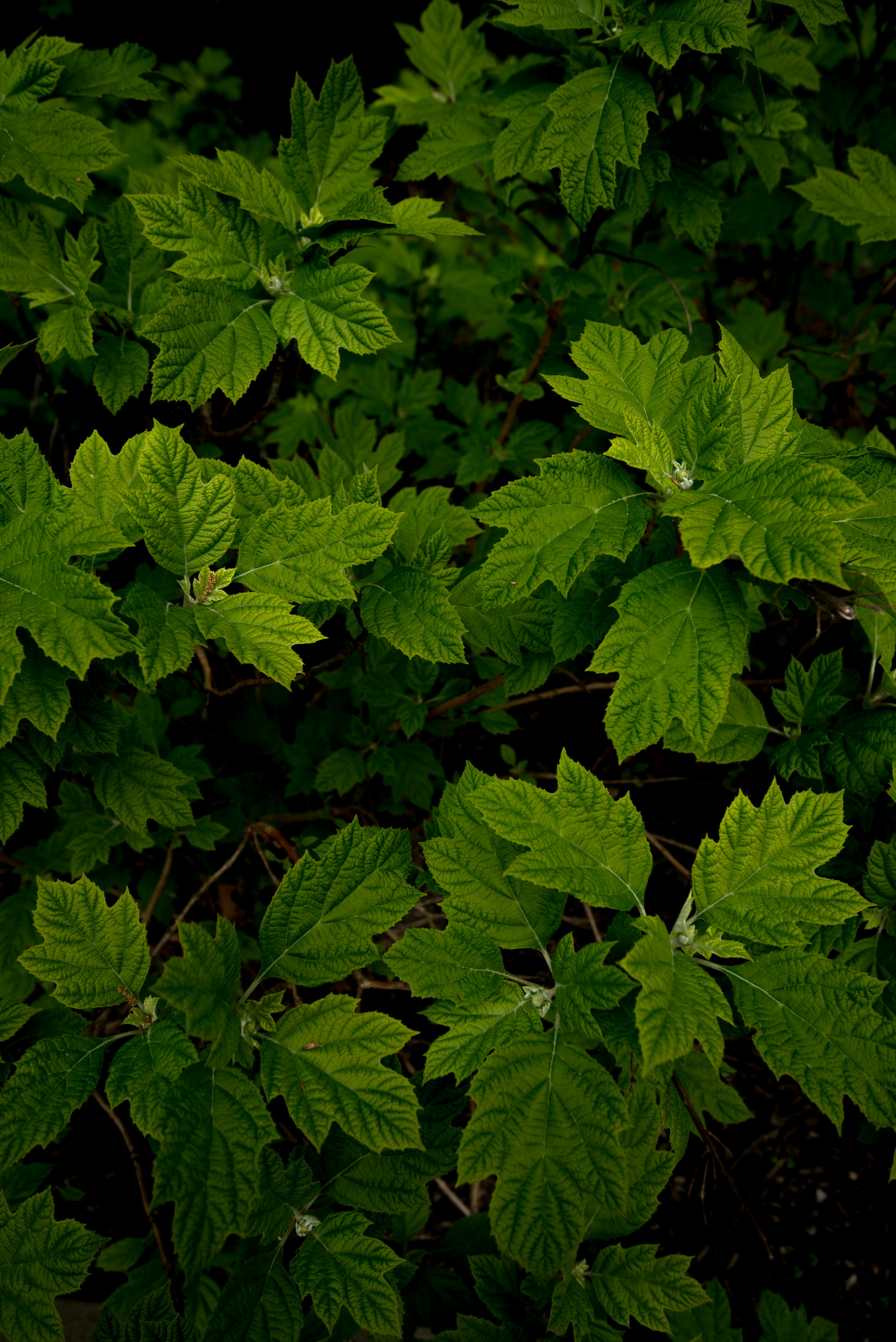 Verdant Canopy in Quiet Shade