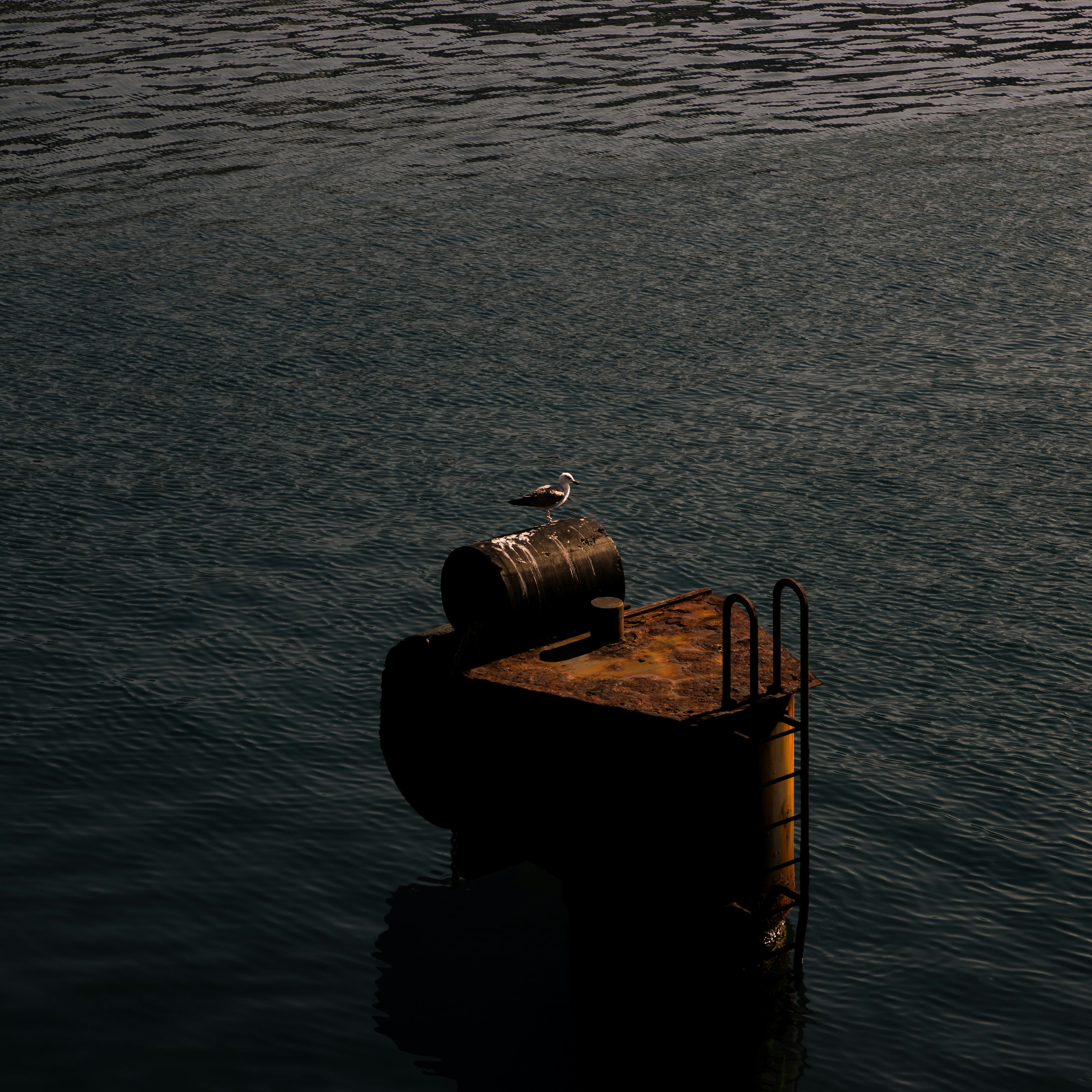 Seabird Sentinel on a Rusted Pier Obelisk