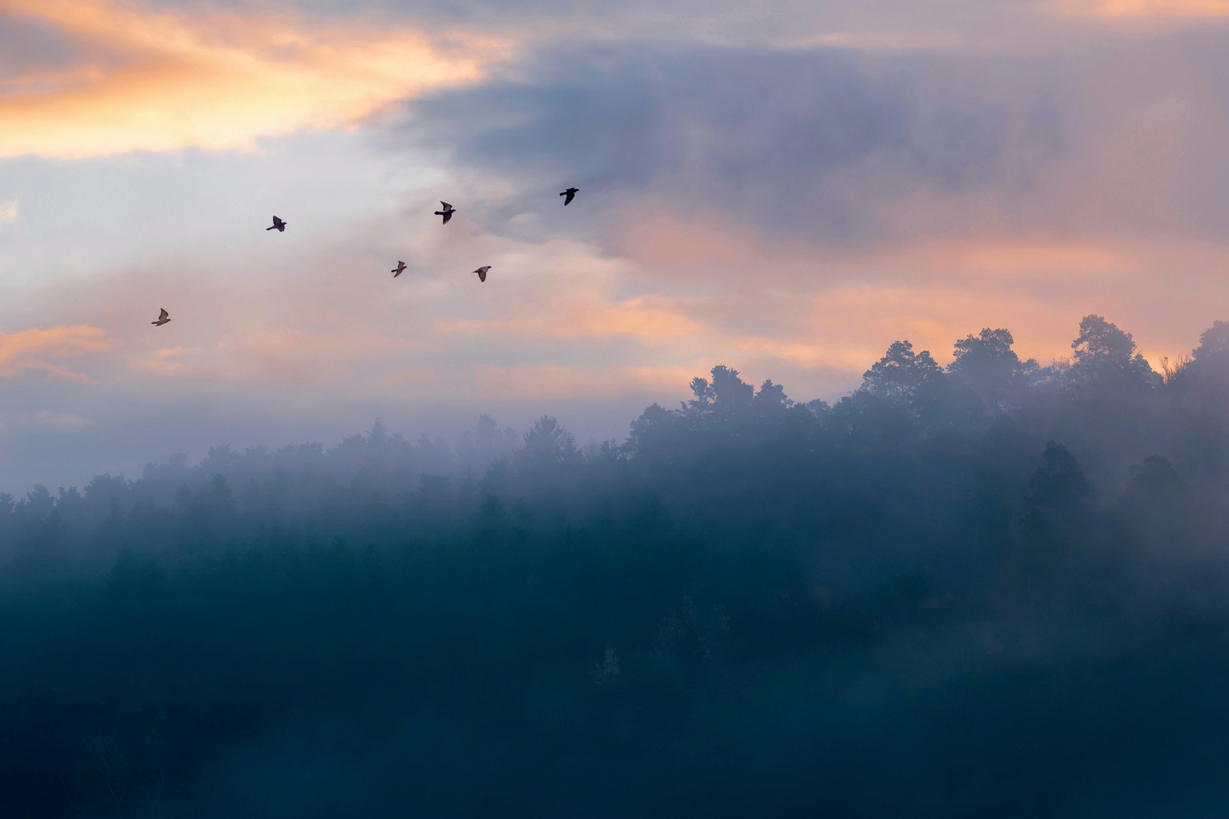 A flock of birds flying over a foggy forest photo – Free Nature Image ...