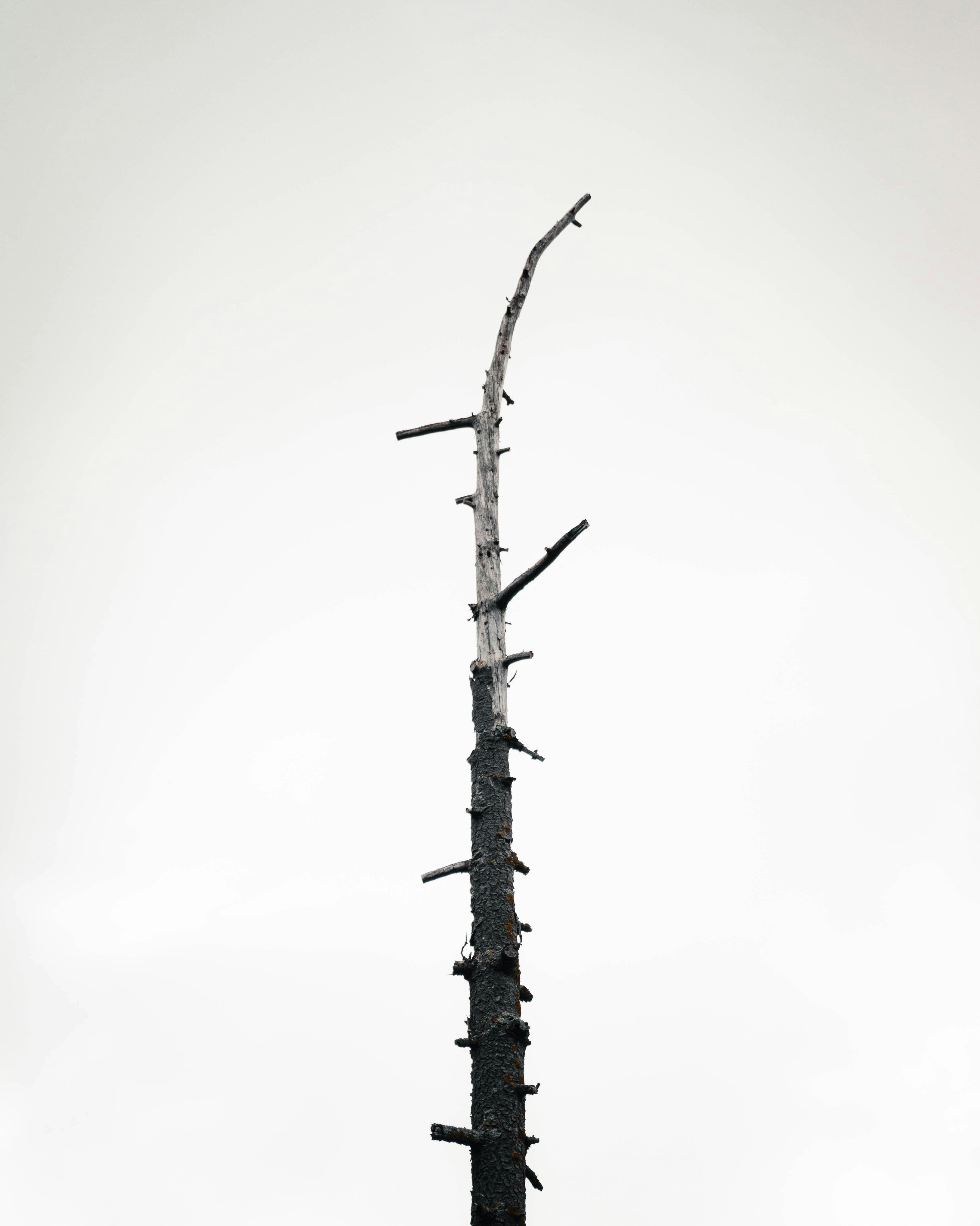 A very tall tree with some branches sticking out of it photo – Free ...