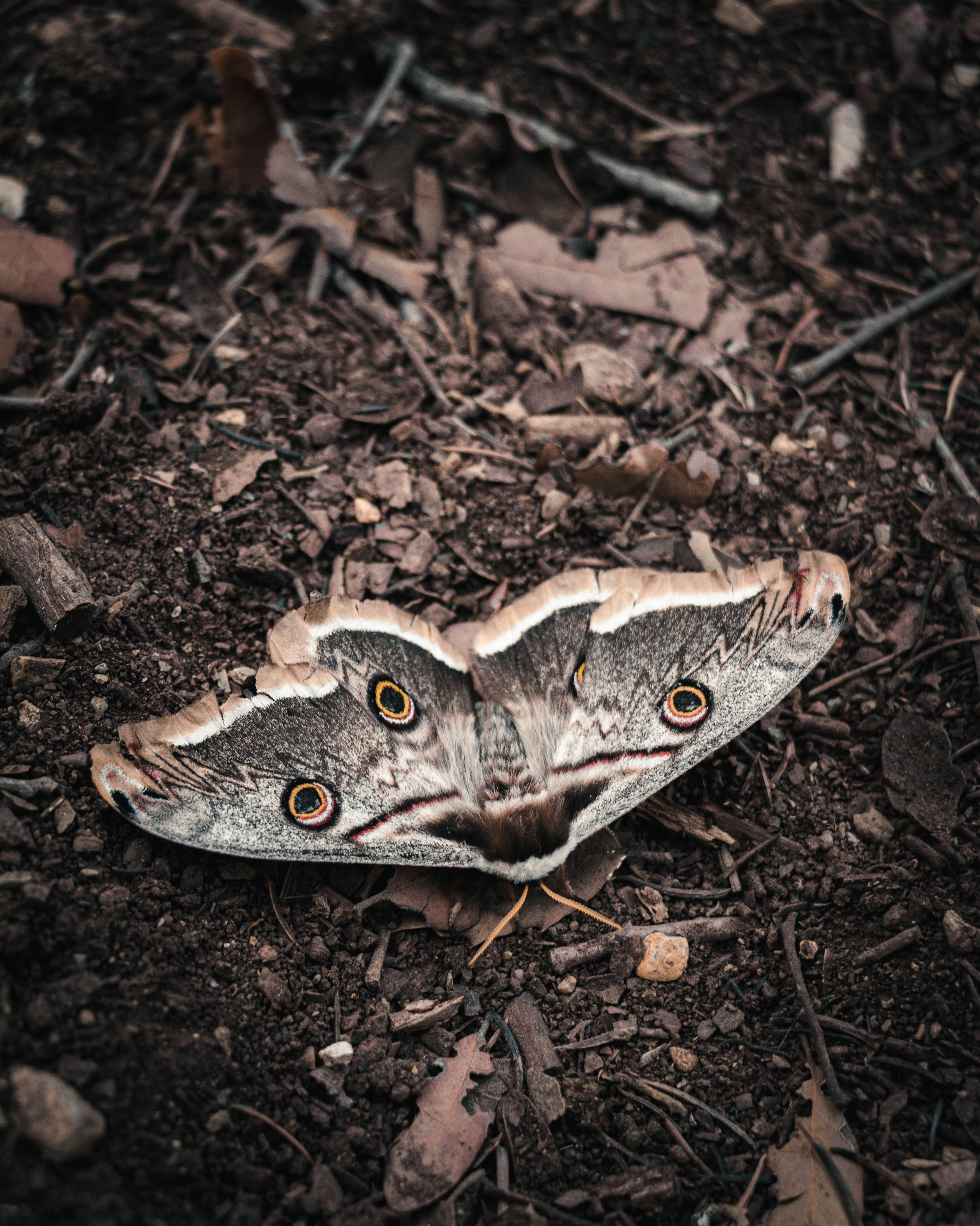 Mulch-lit Buckeye: Close-Up of Eye-Spots on Ground