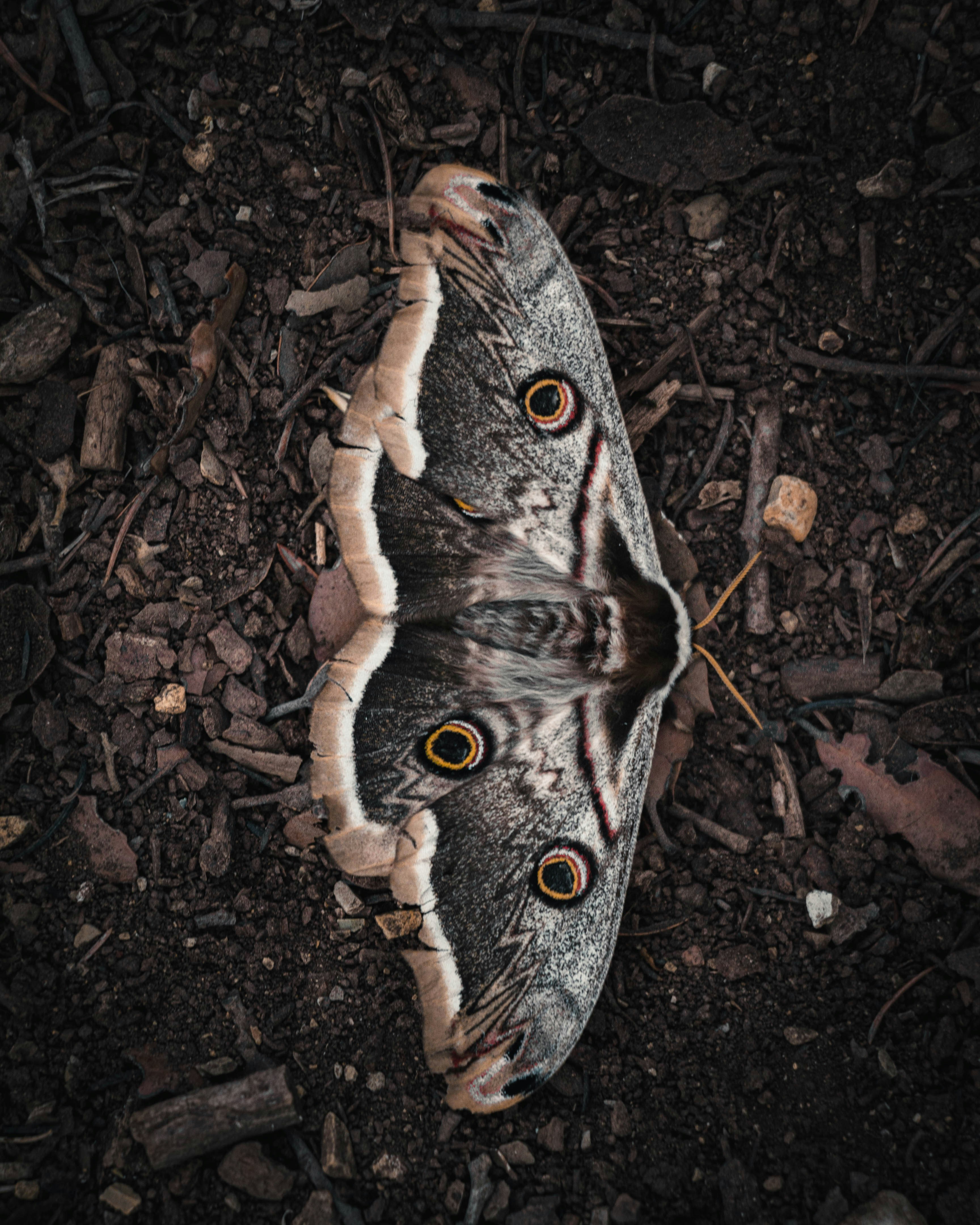 Eye-Spot Sentinel: Moth Resting on Damp Leaf-Litter