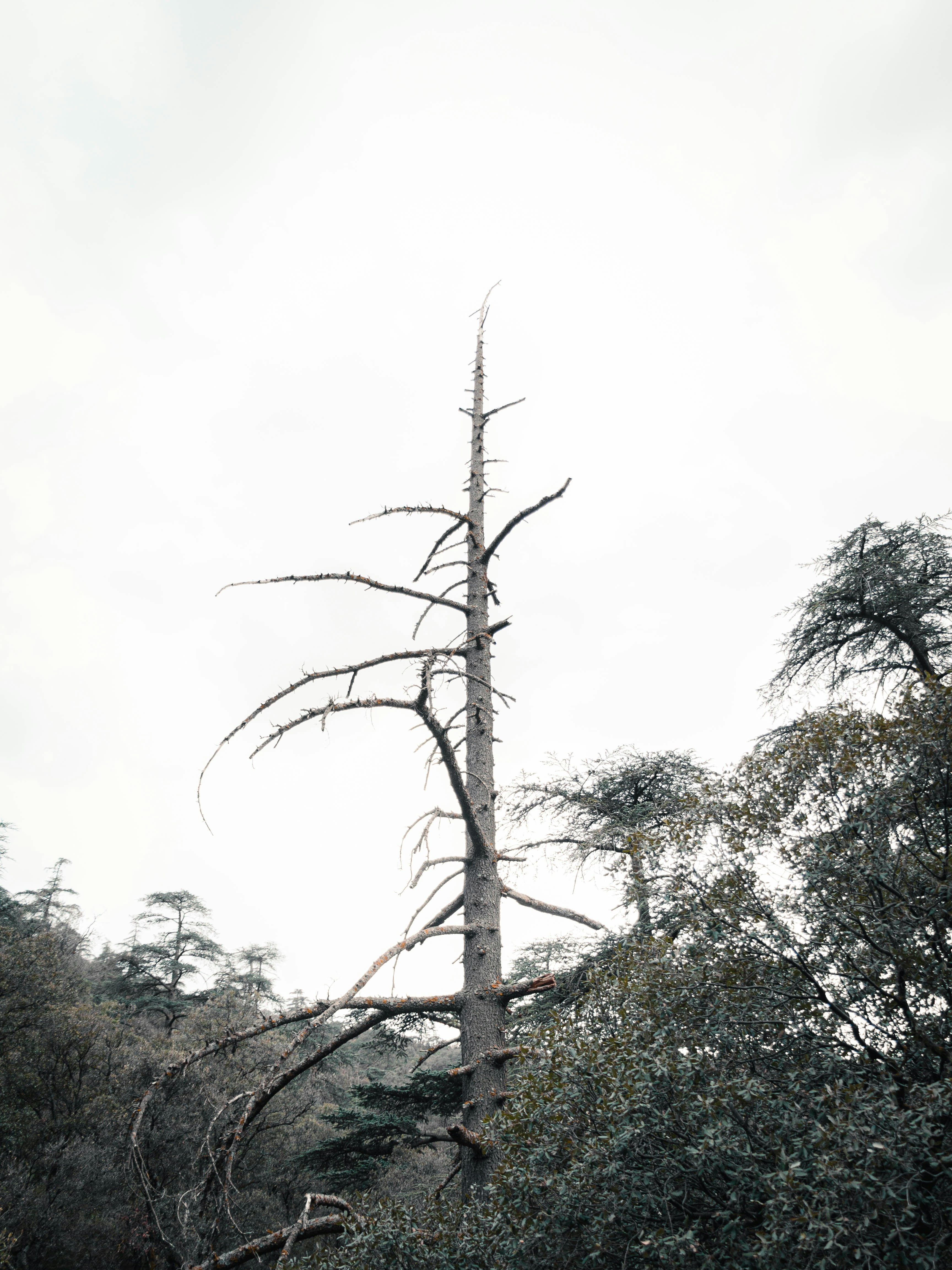 A tall tree with no leaves in the middle of a forest photo – Free Tree ...