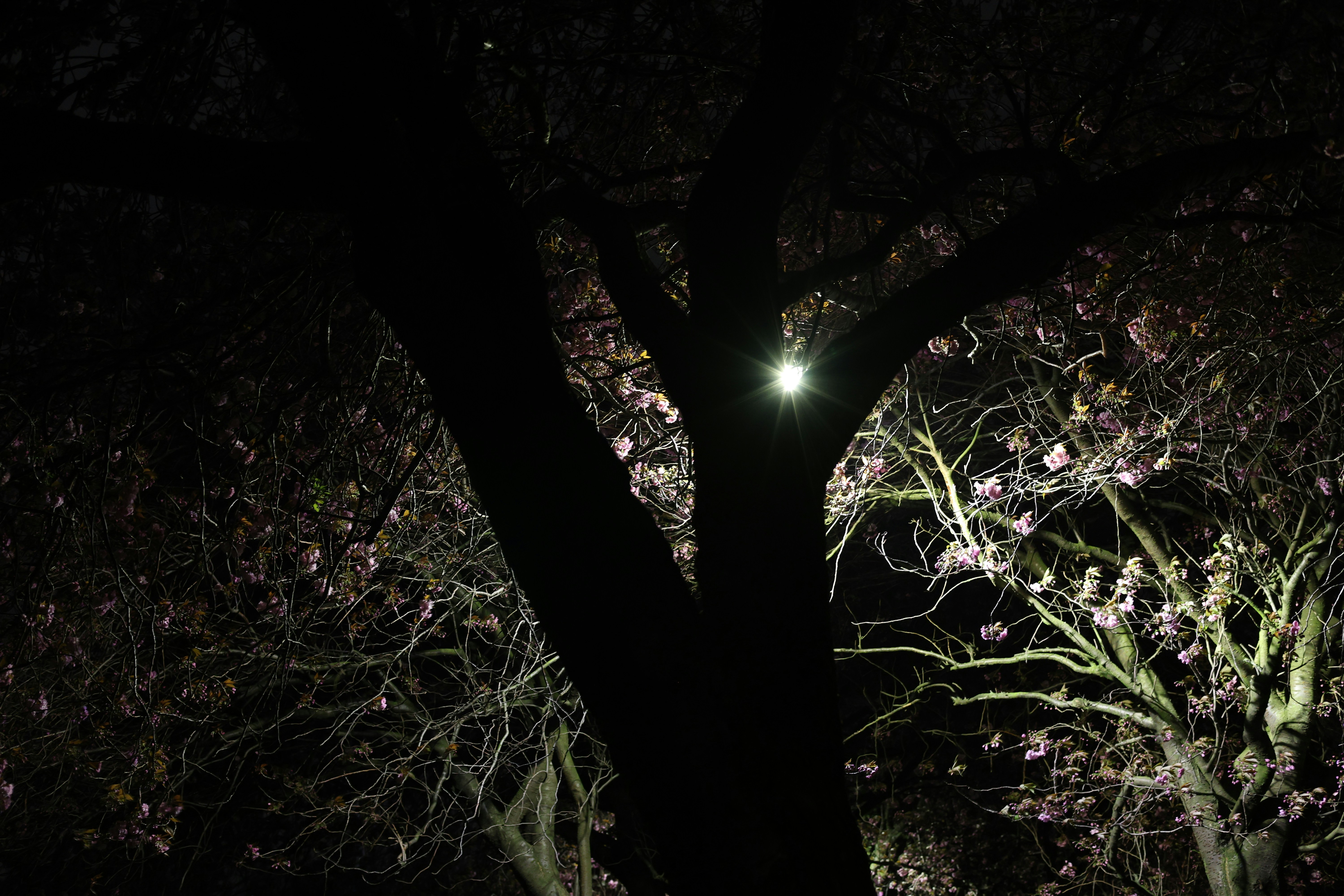 Luminous Embrace: Tree in Night's Glow