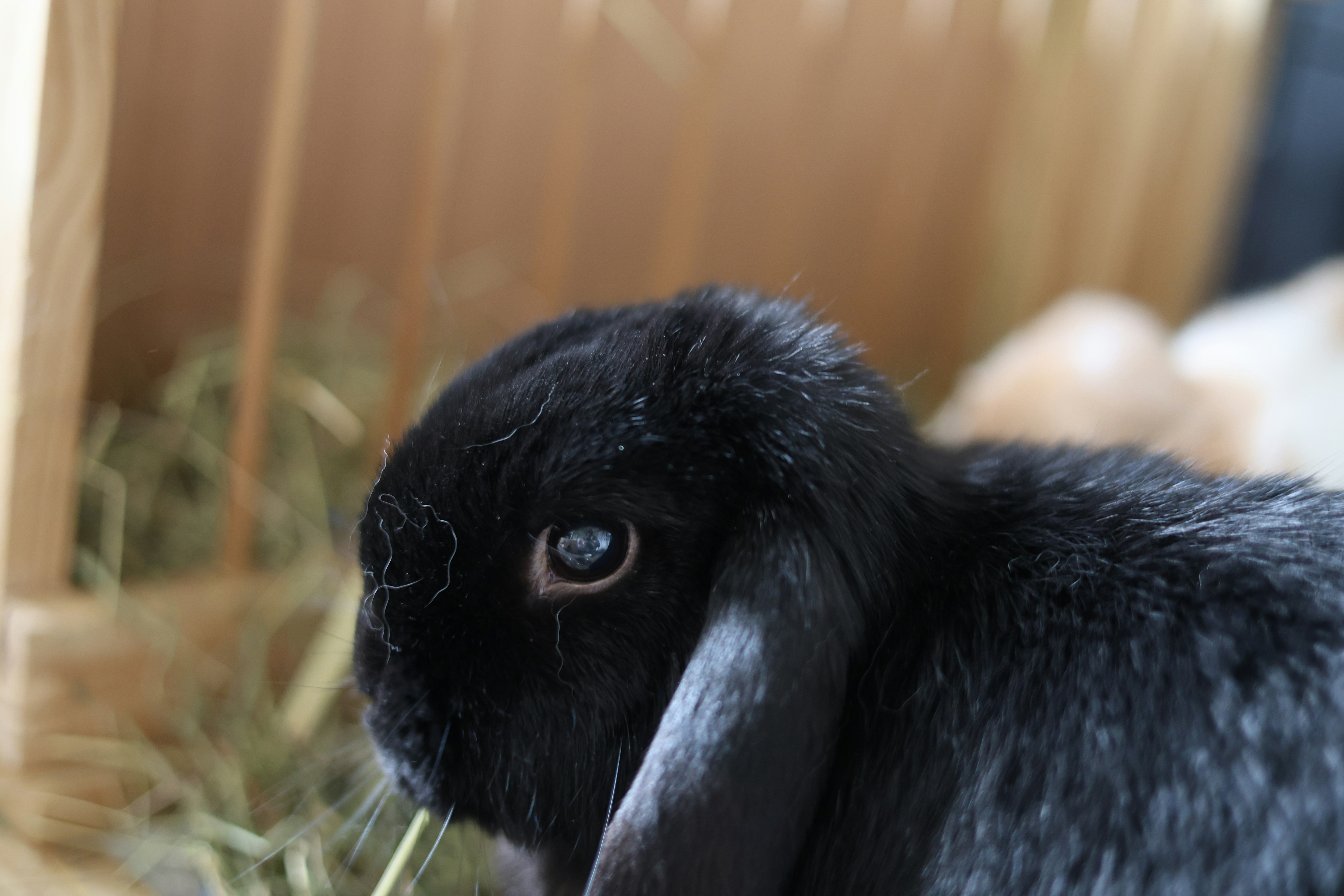 A small black rabbit sitting in a cage photo – Free Animal Image on ...