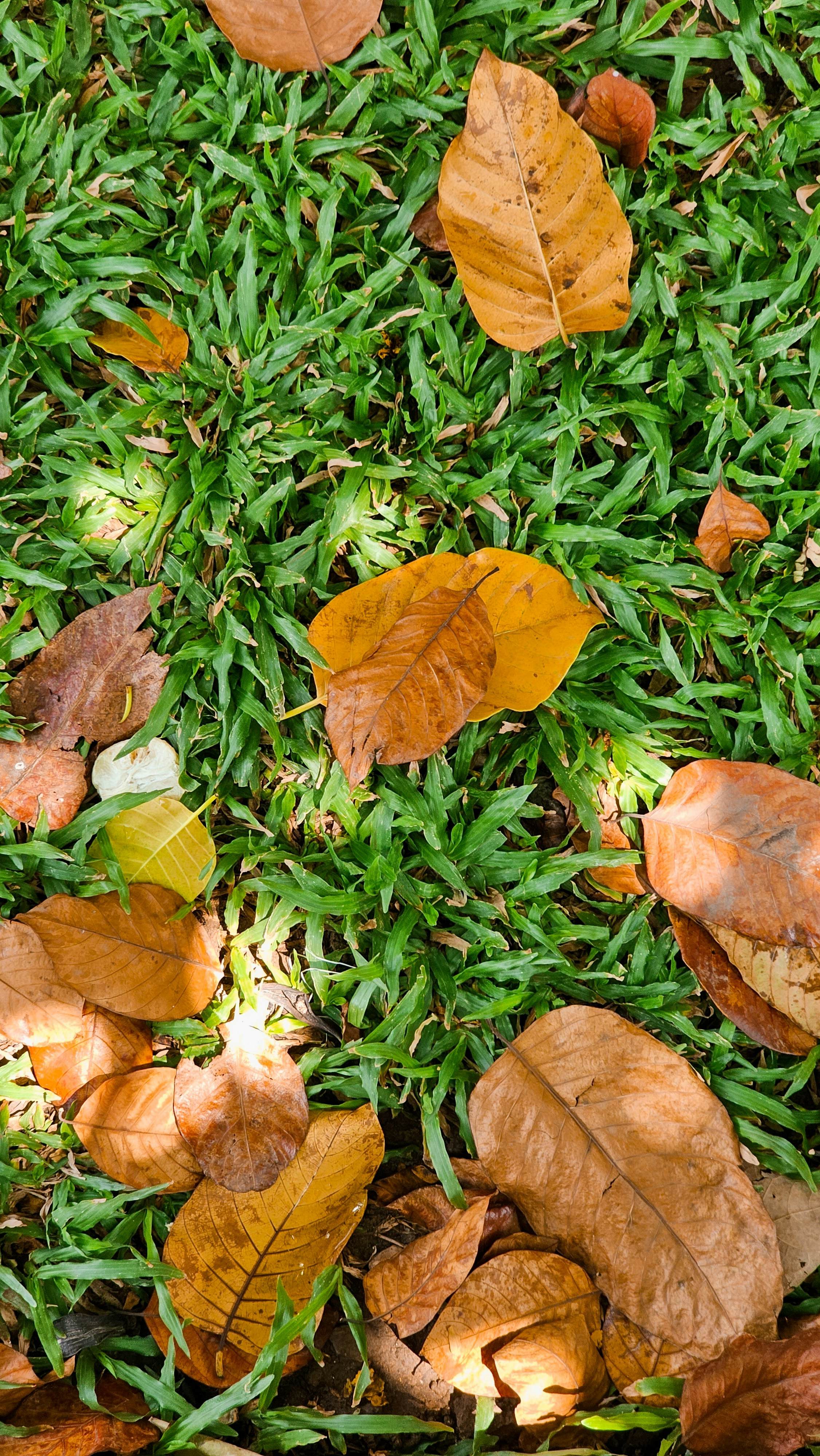 a bunch of leaves that are laying on the grass