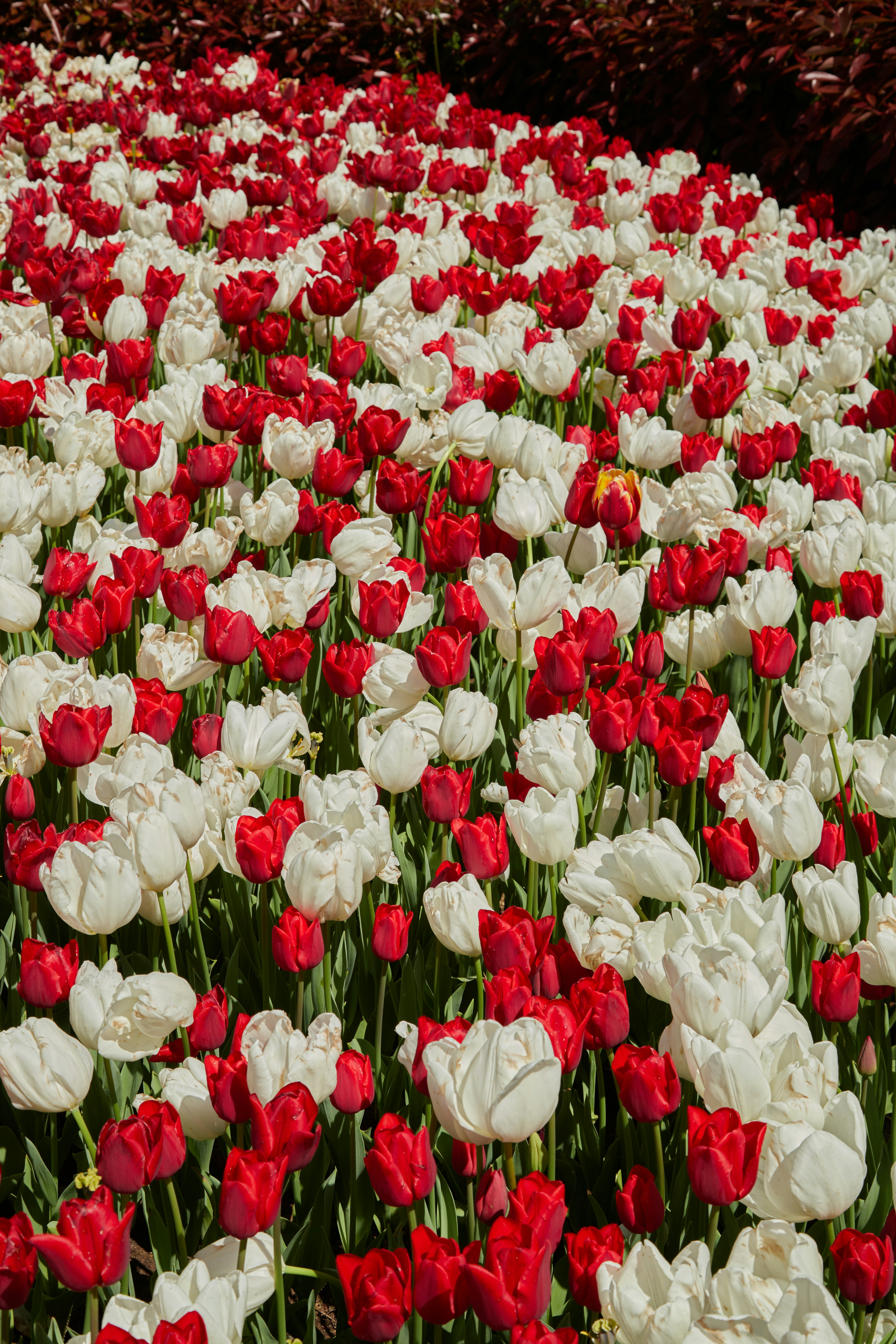 Field Of White Tulips