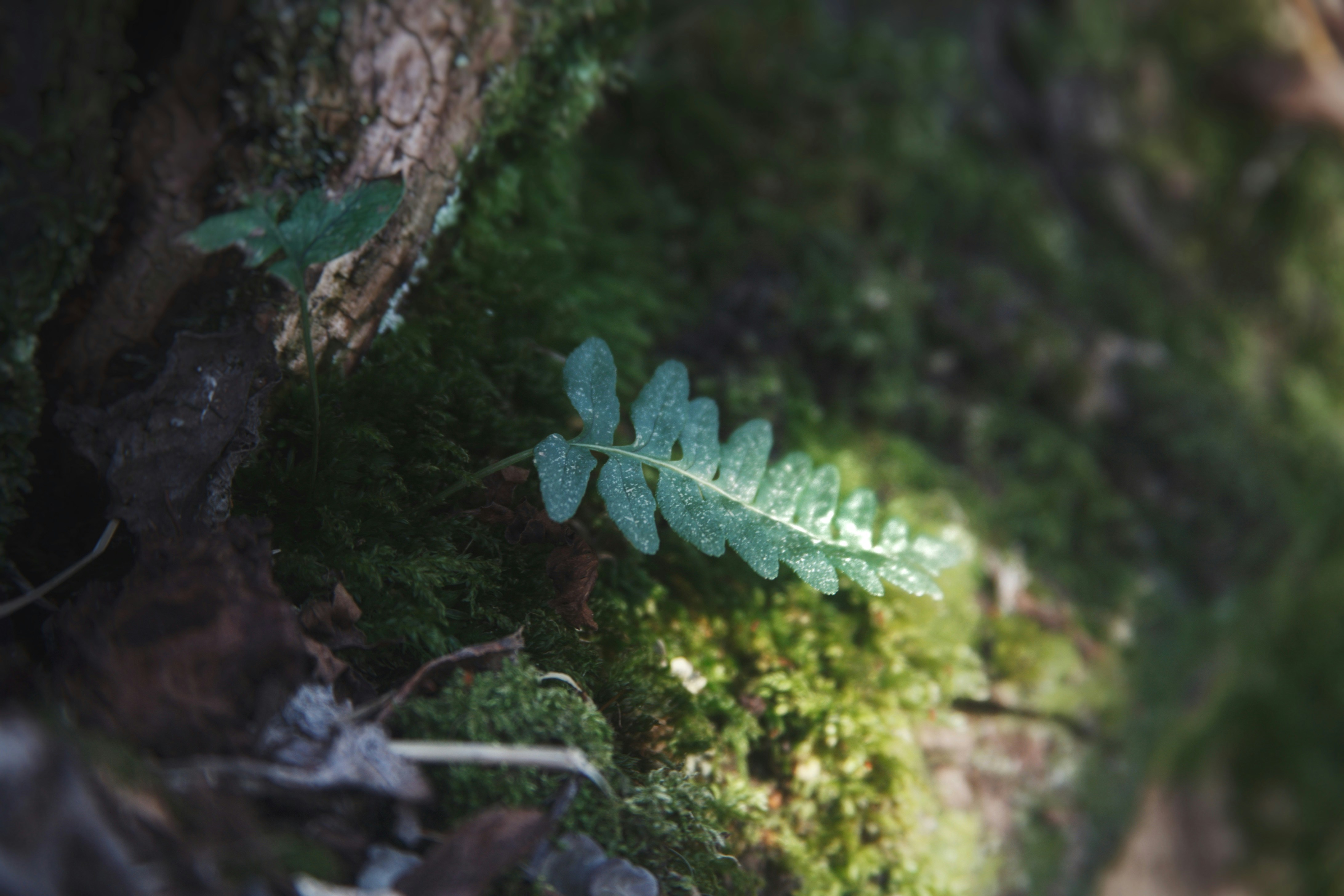 Emerald Moss and a Solitary Fern: Quiet Light in the Woods