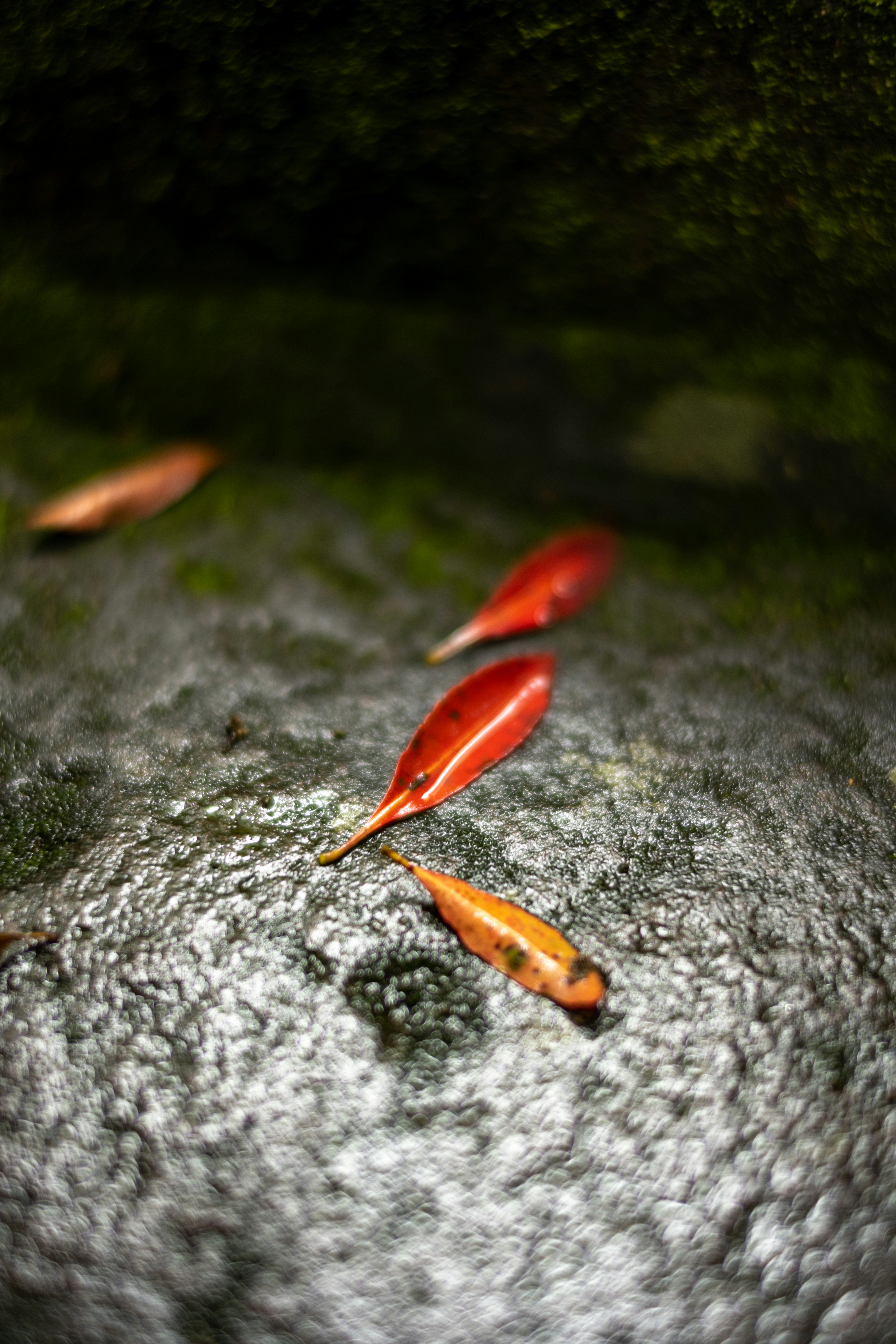 Scarlet Leaves on a Rain-Wet Rock: A Quiet Macro Moment