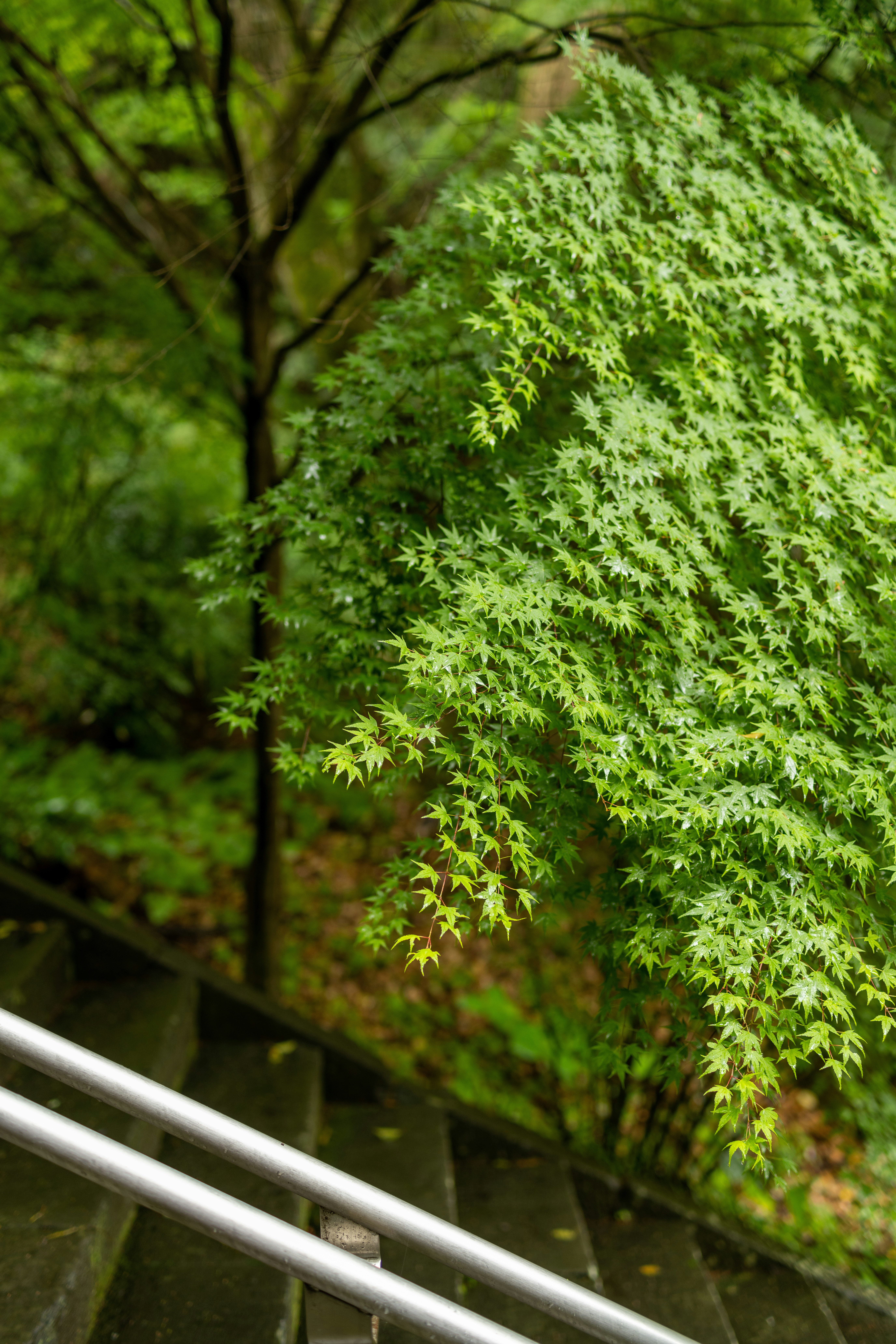 Emerald Cascade over the Stone Staircase