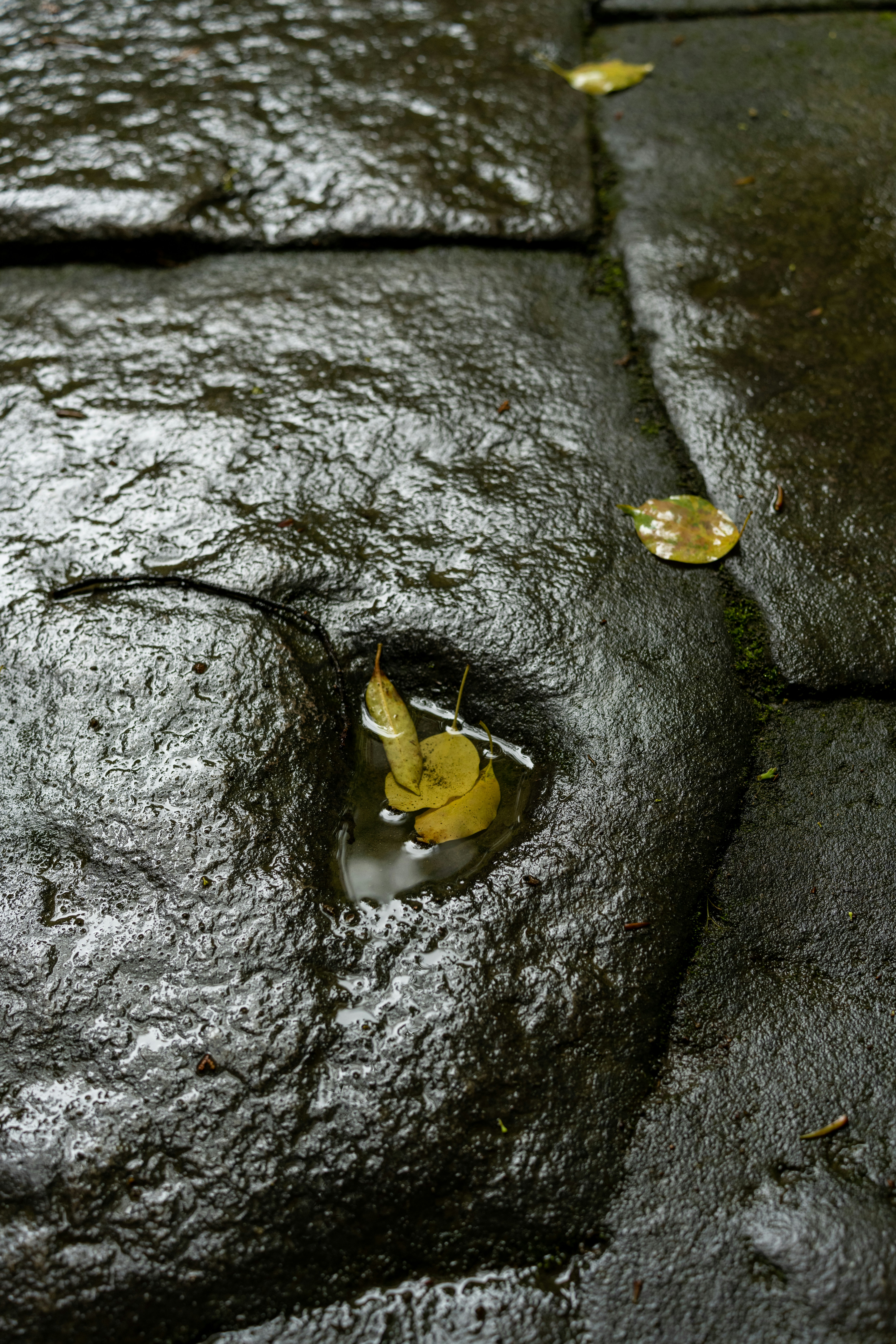 Puddle Pearl: A Leaf Suspended in Rain-Slick Stone