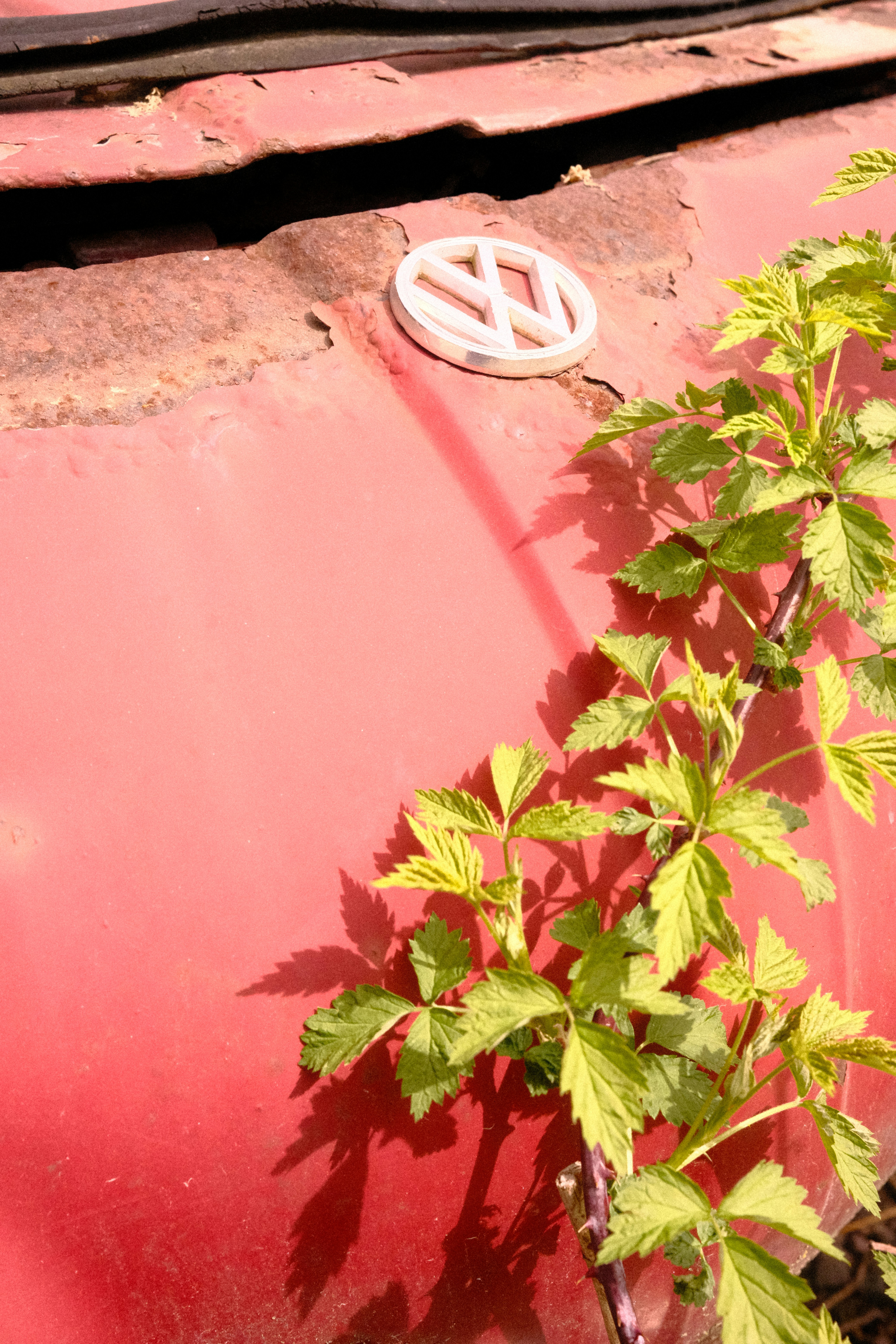 Vine of Resilience on a Crimson Surface