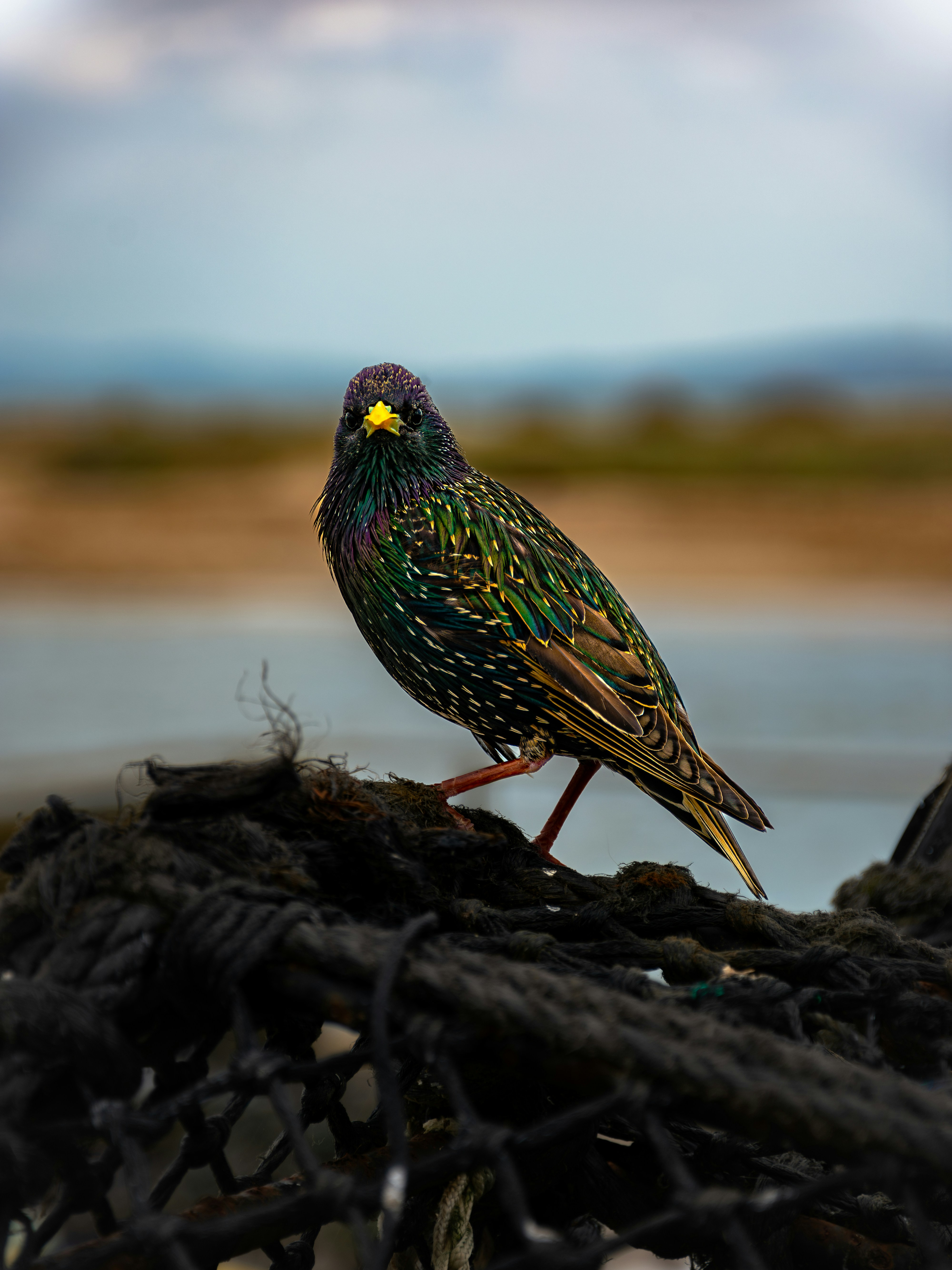 Imperial Star: A Purple-Green Starling Perched on Tide-Washed Debris