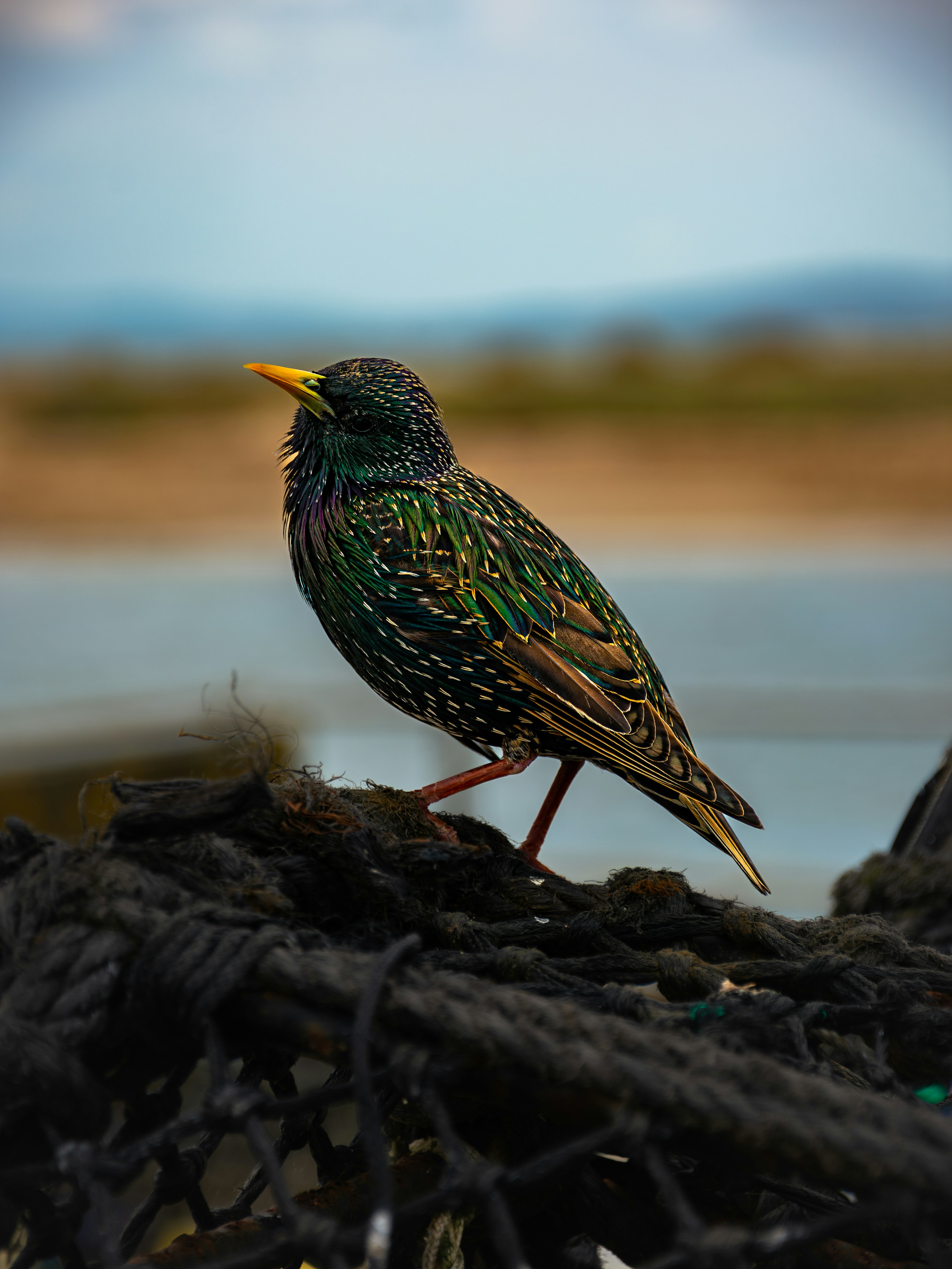 Iridescent Shoreline Watcher