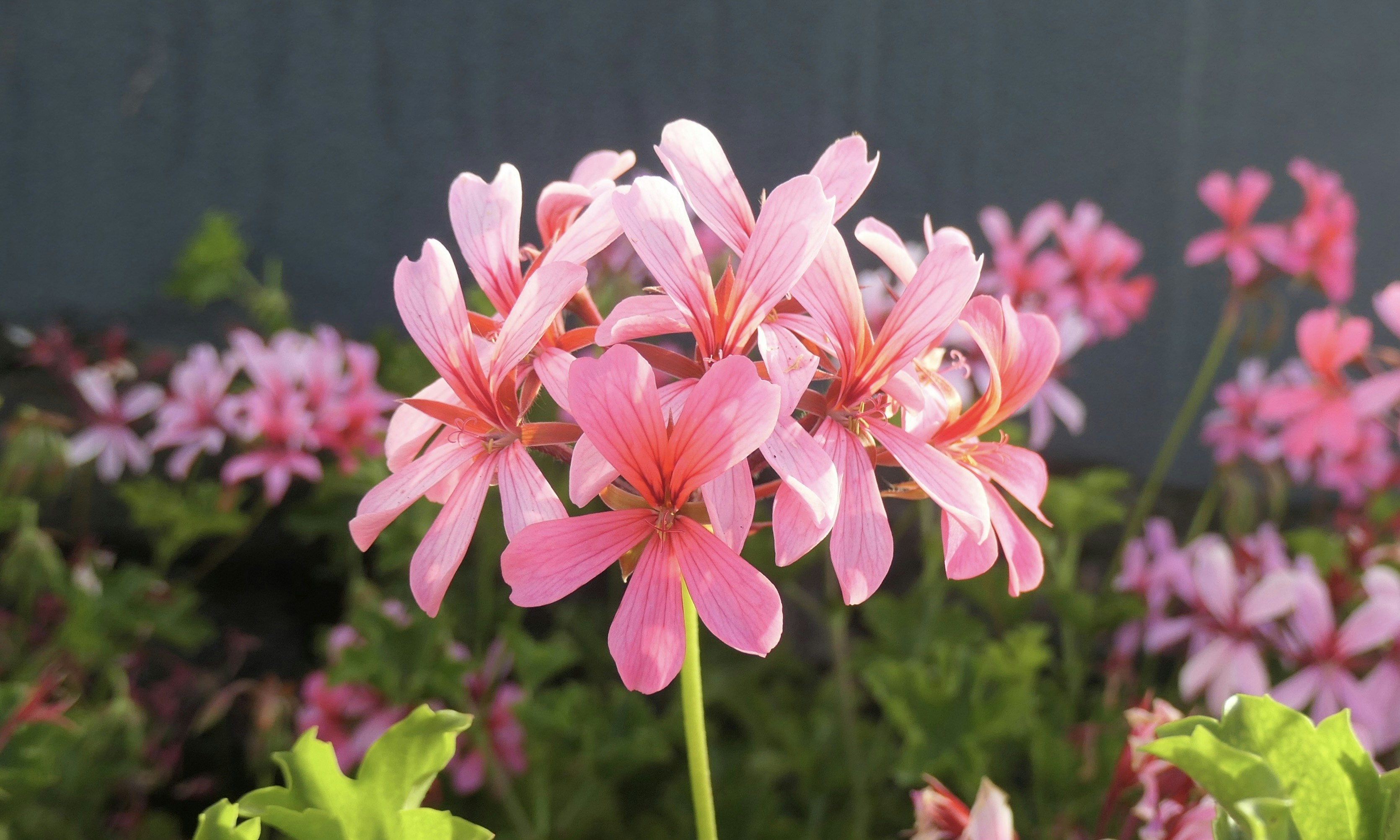 Petals in Focus: A Central Pink Geranium Against a Soft Garden Blur
