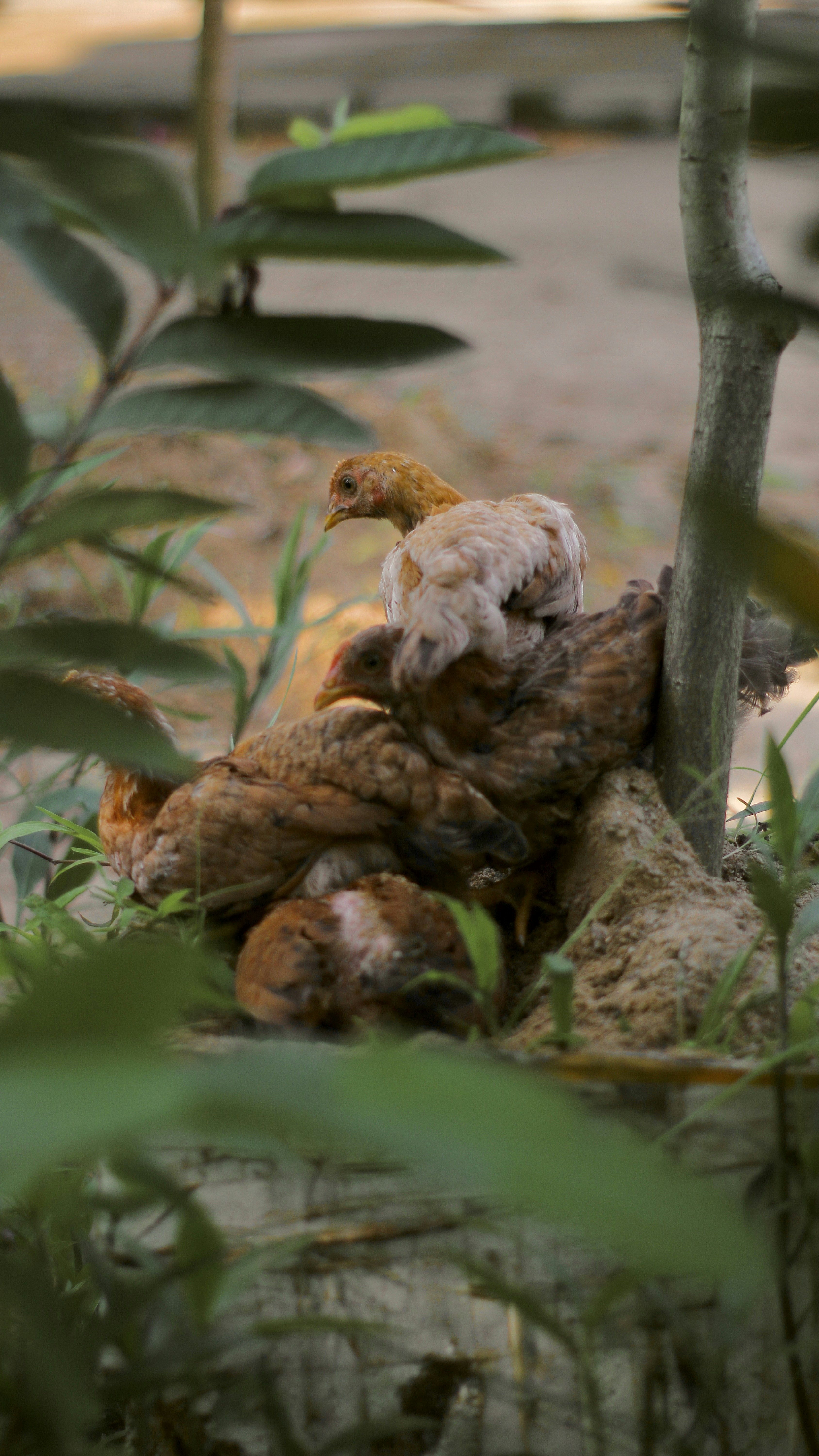 Amber-Gold Hen by the Water: A Quiet Nest in Soft Focus