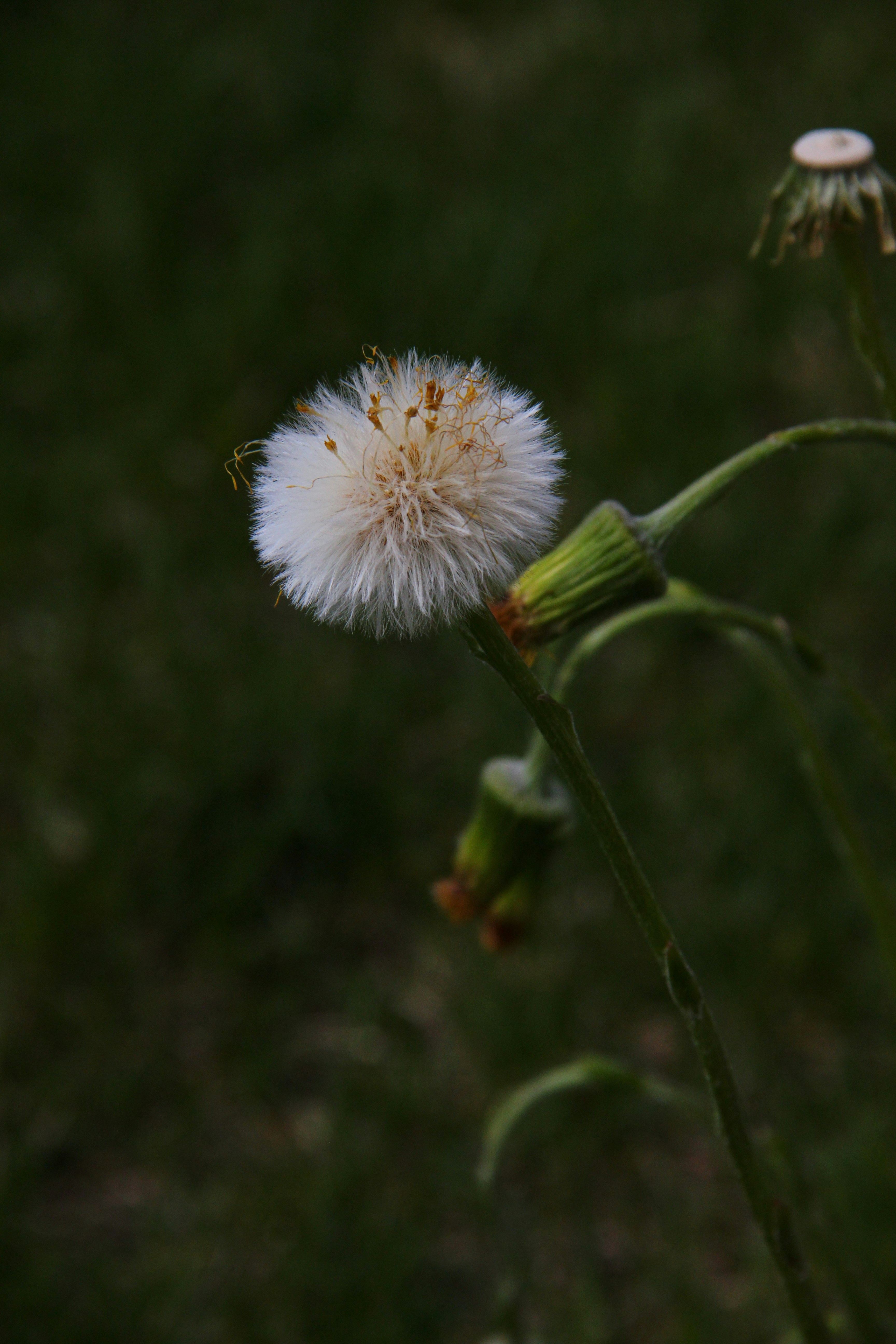 Puffball in the Dark: Close-Up of a Dandelion Seed Head