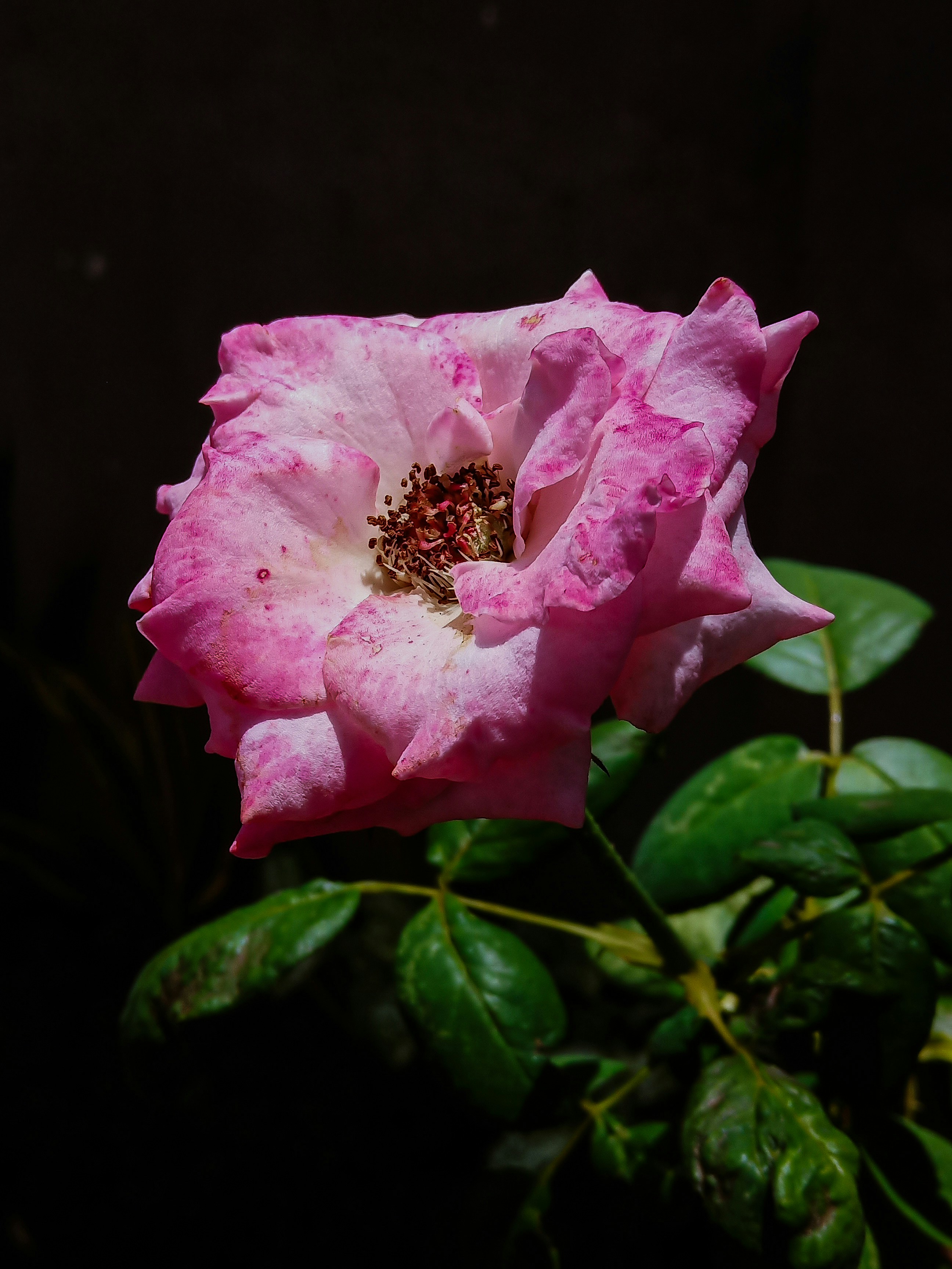 Rose beauty