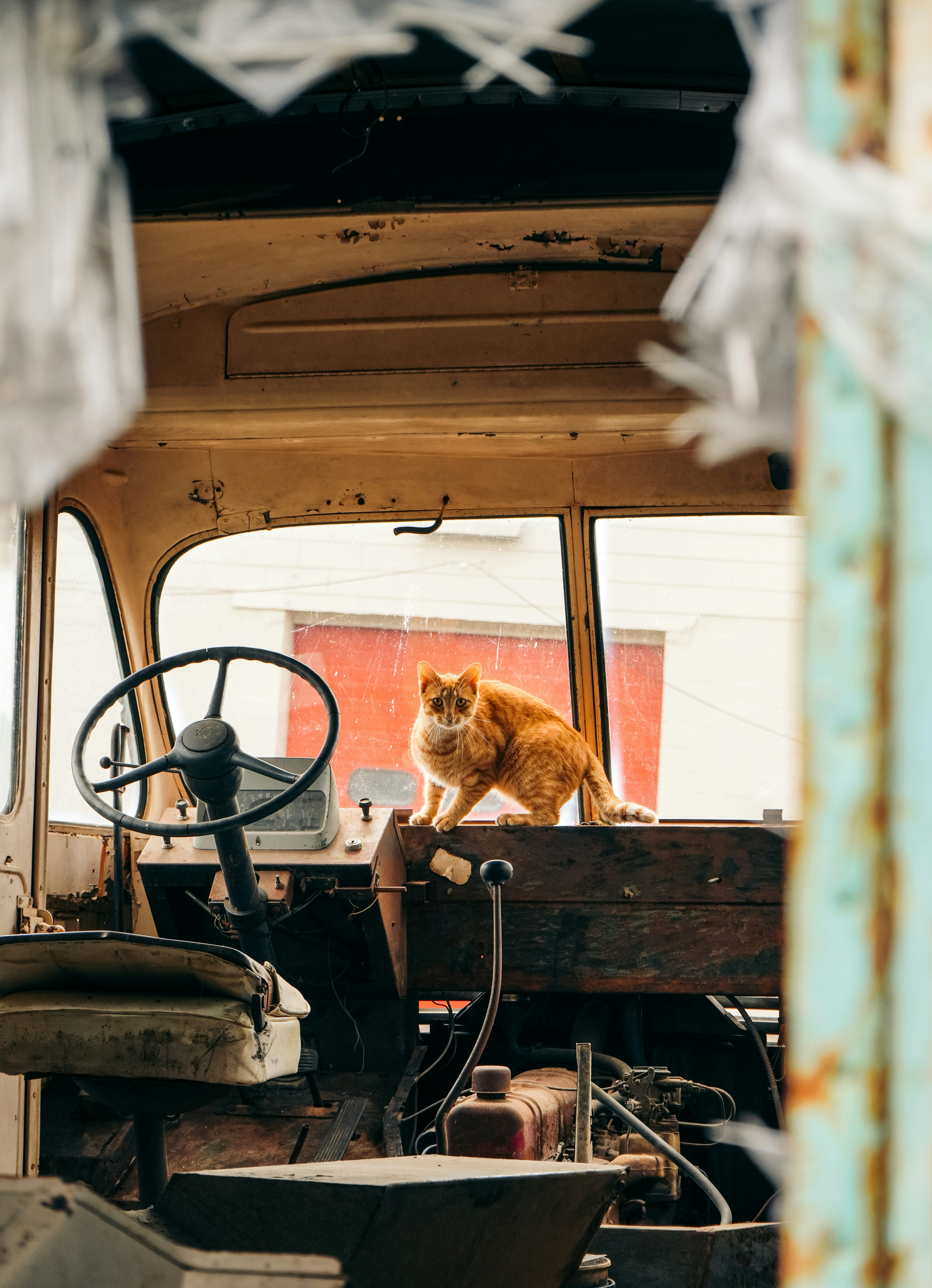 Amber Cat on a Weathered Bus Dashboard: A Quiet Gaze Through Dusty Glass