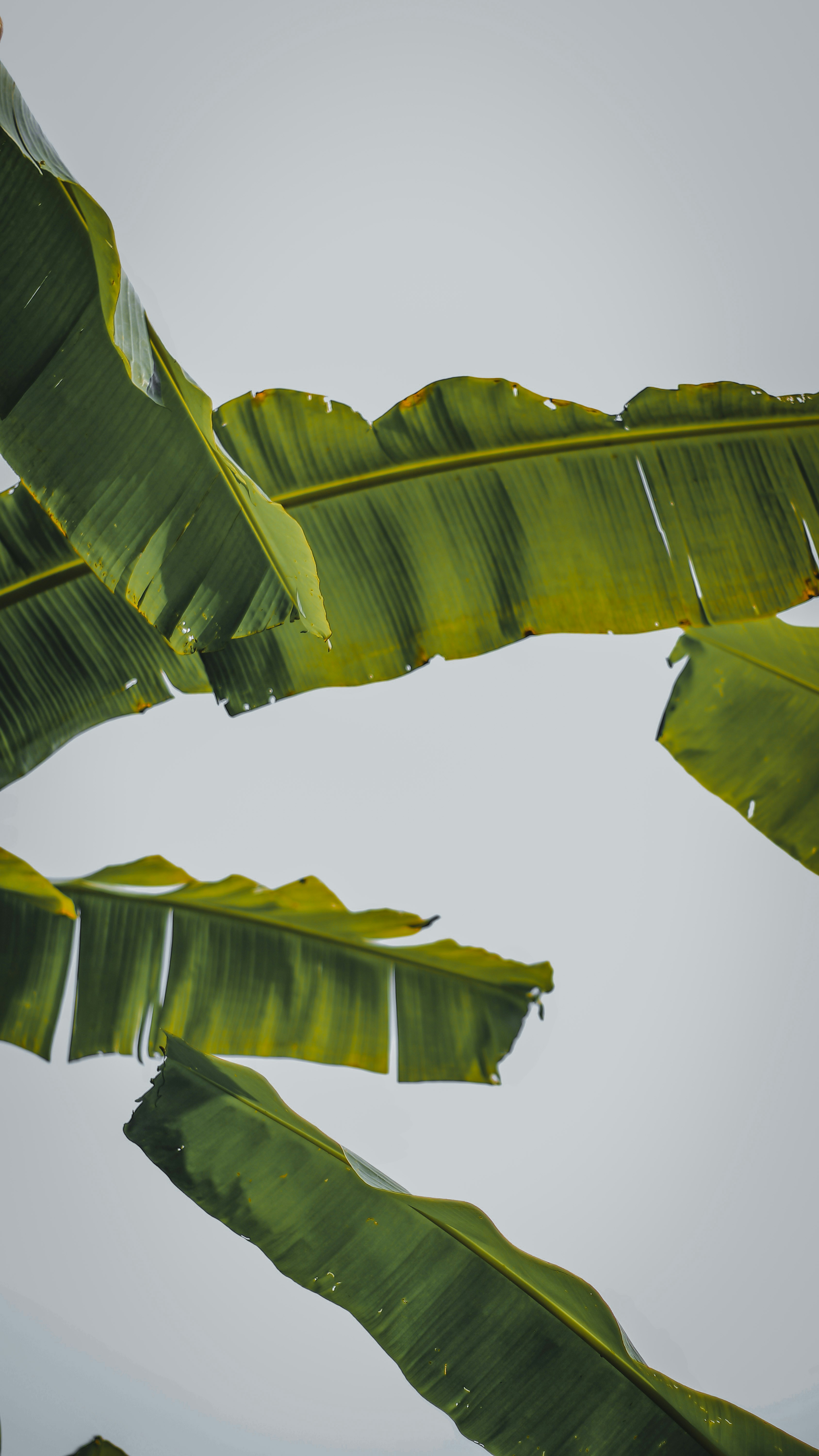 Crisscrossed Banana Fronds Against a Pale Sky
