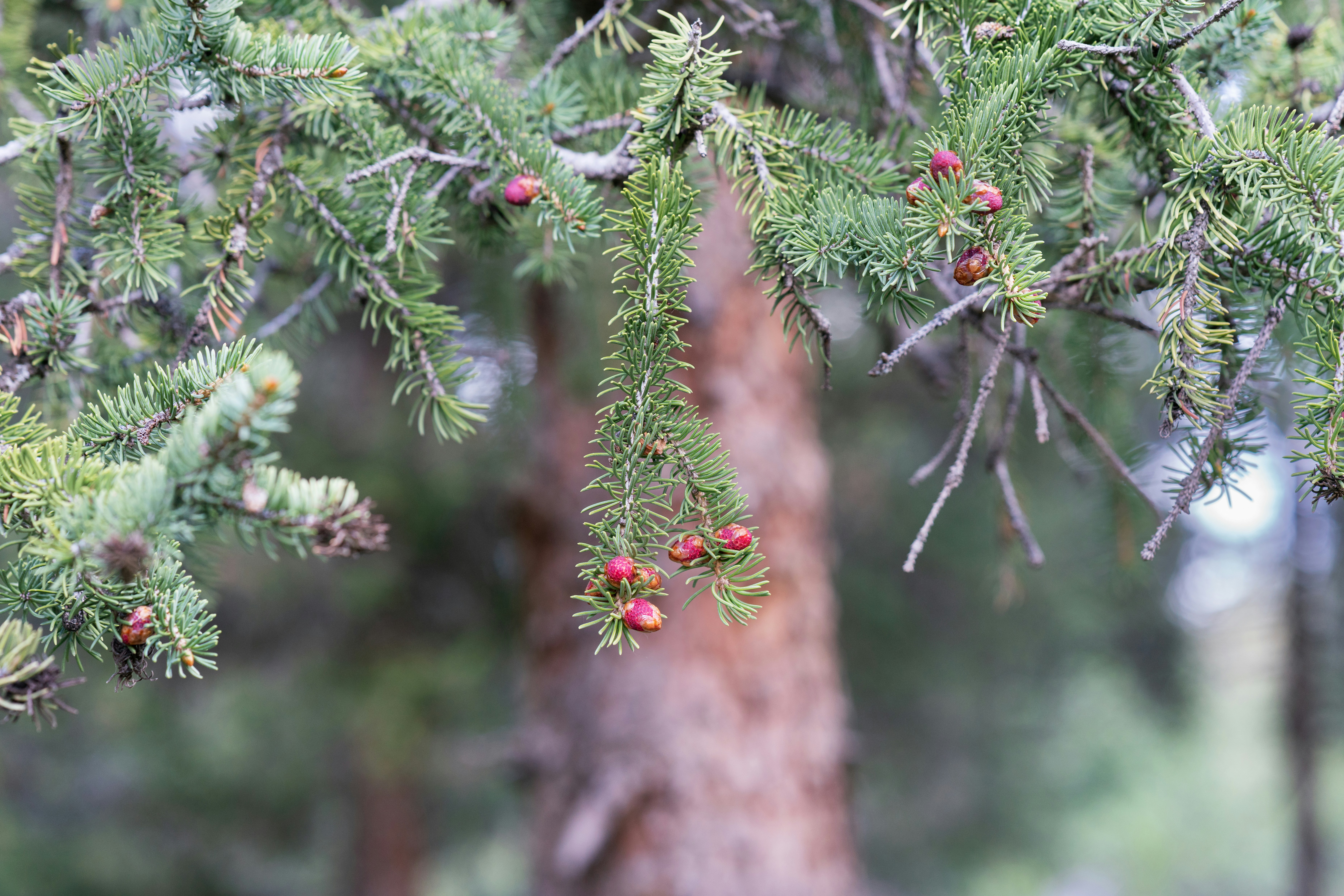 Red Berries in a Quiet Pine: A Close-Up of Winter Branches
