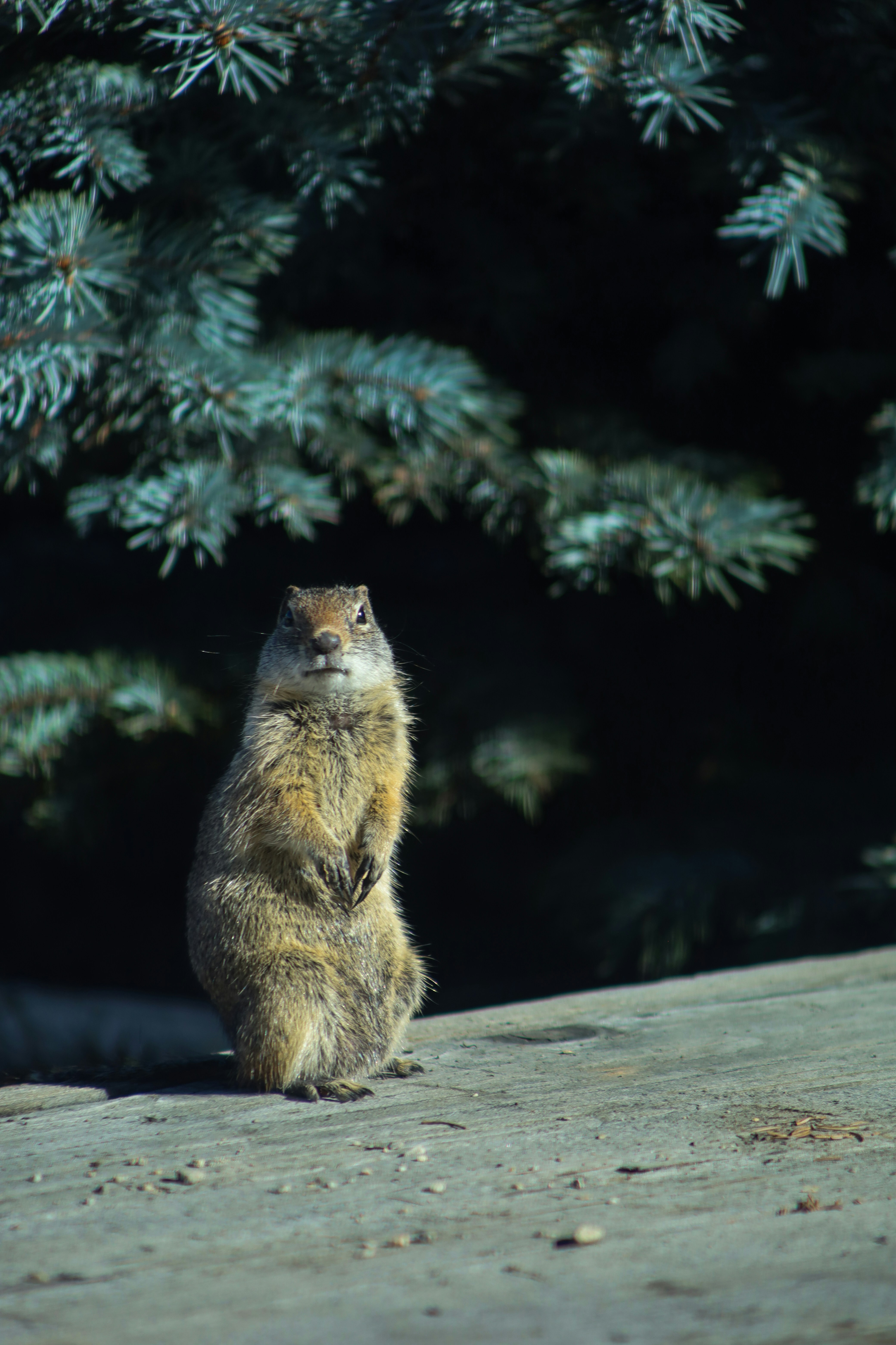 A small rodent standing on its hind legs in front of a pine tree photo ...