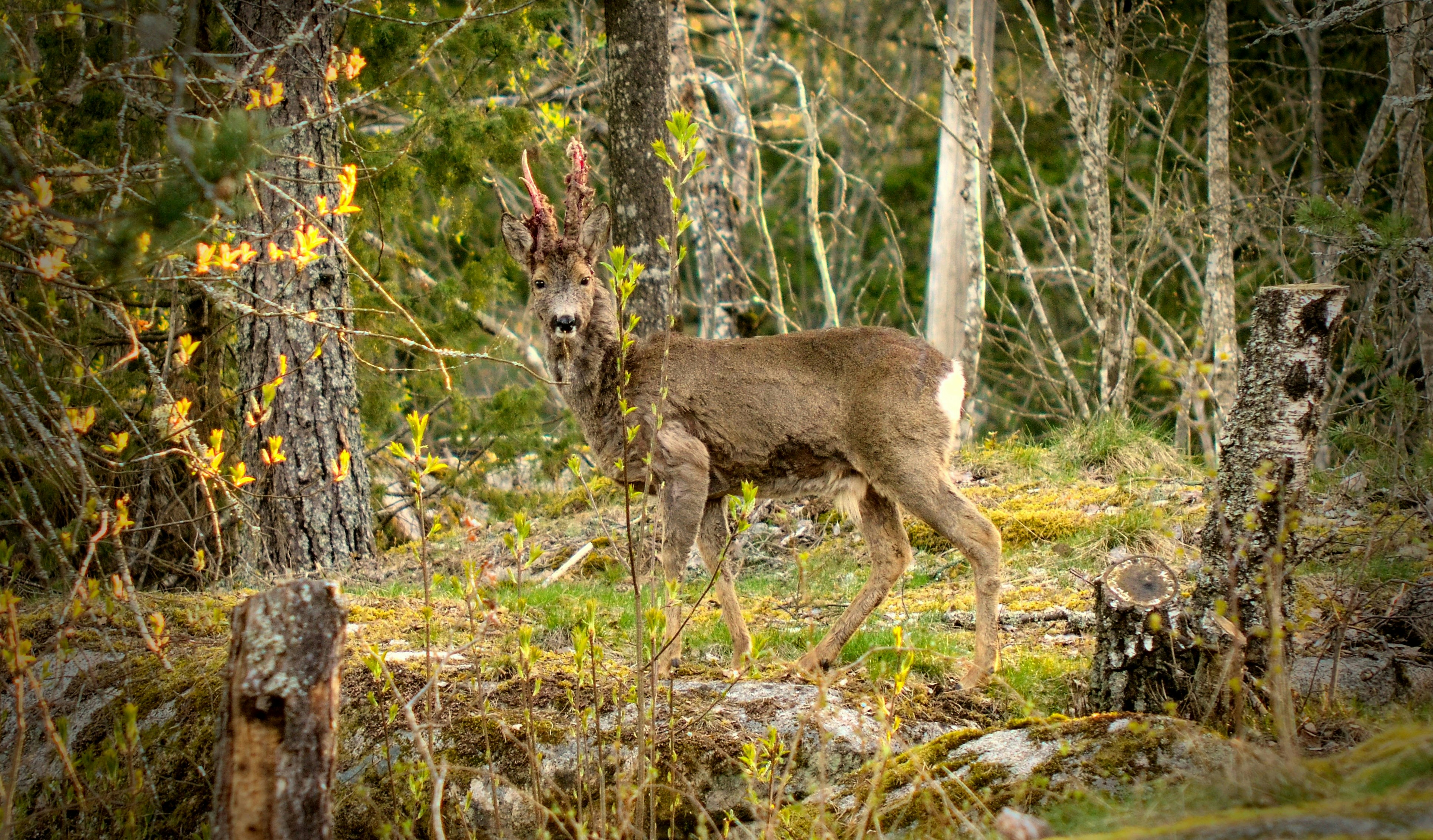 Dappled Stillness: a lone deer steps along a sunlit forest edge