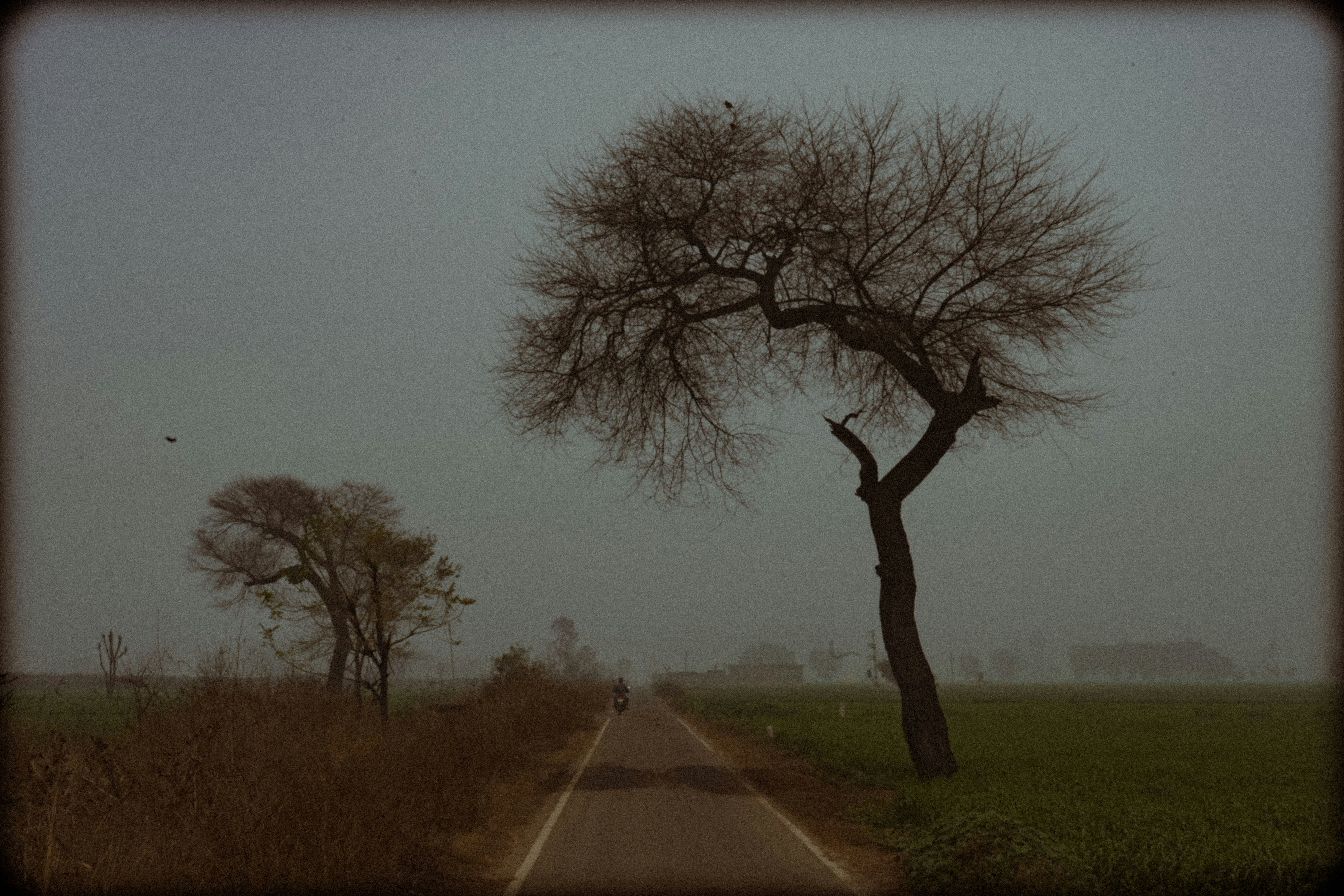 A lone tree on the side of a road photo – Free Punjab Image on Unsplash