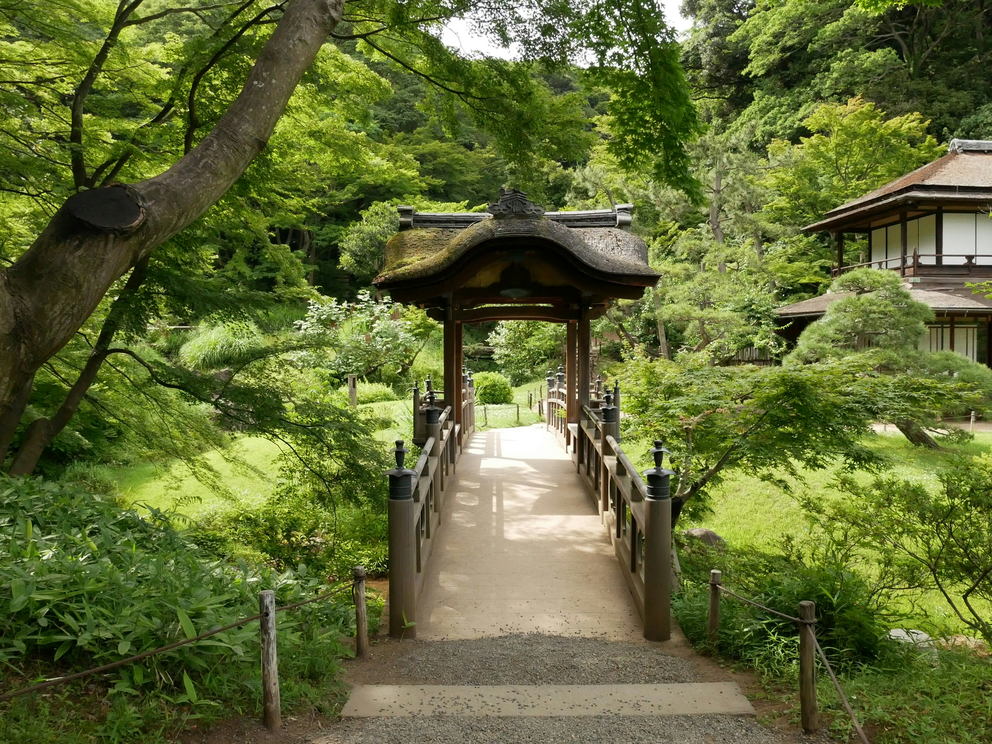 Wooden bridge leading through a verdant Japanese garden with dense foliage and a traditional house.