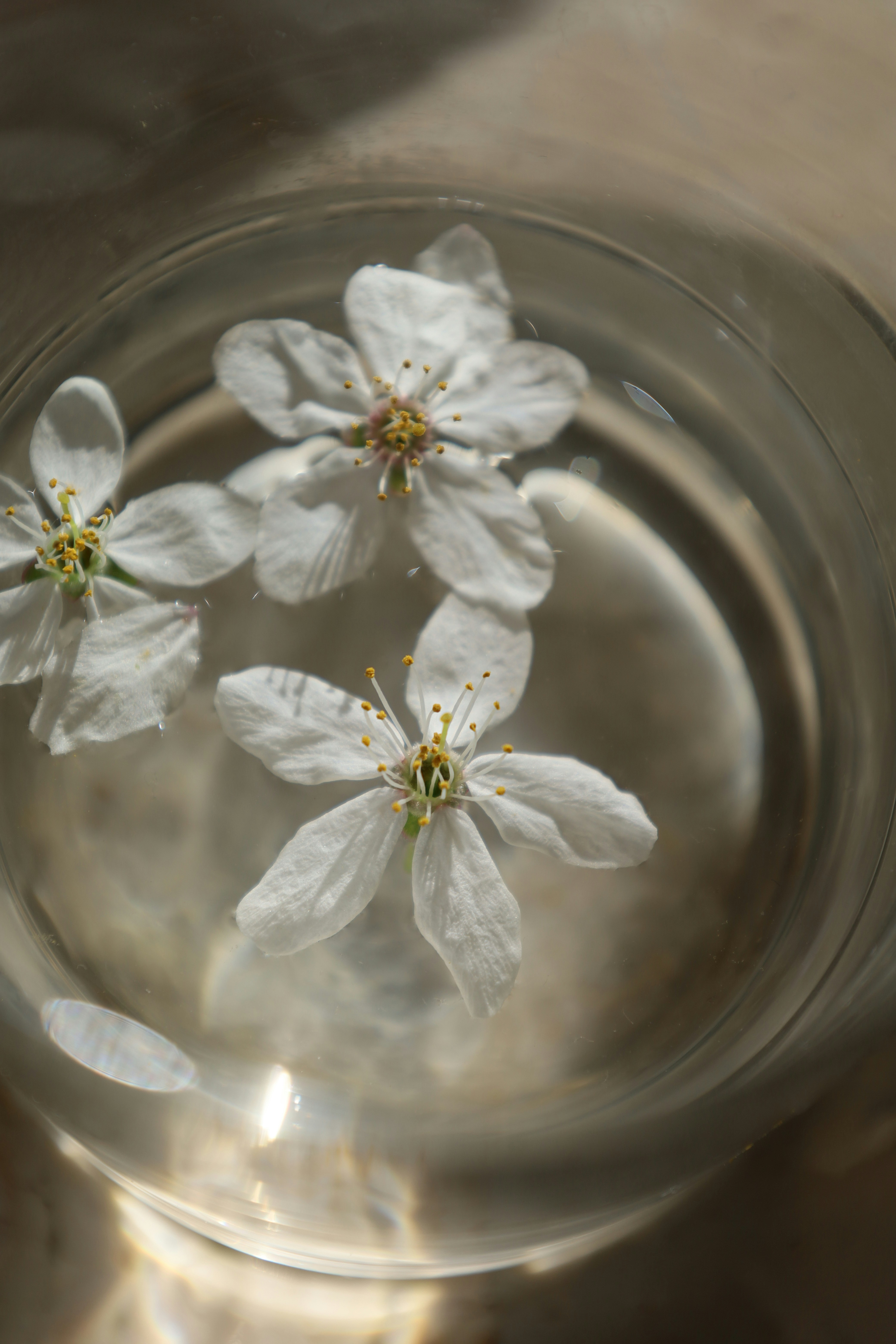 Petals Adrift in Glass: a Micro Portrait of Spring