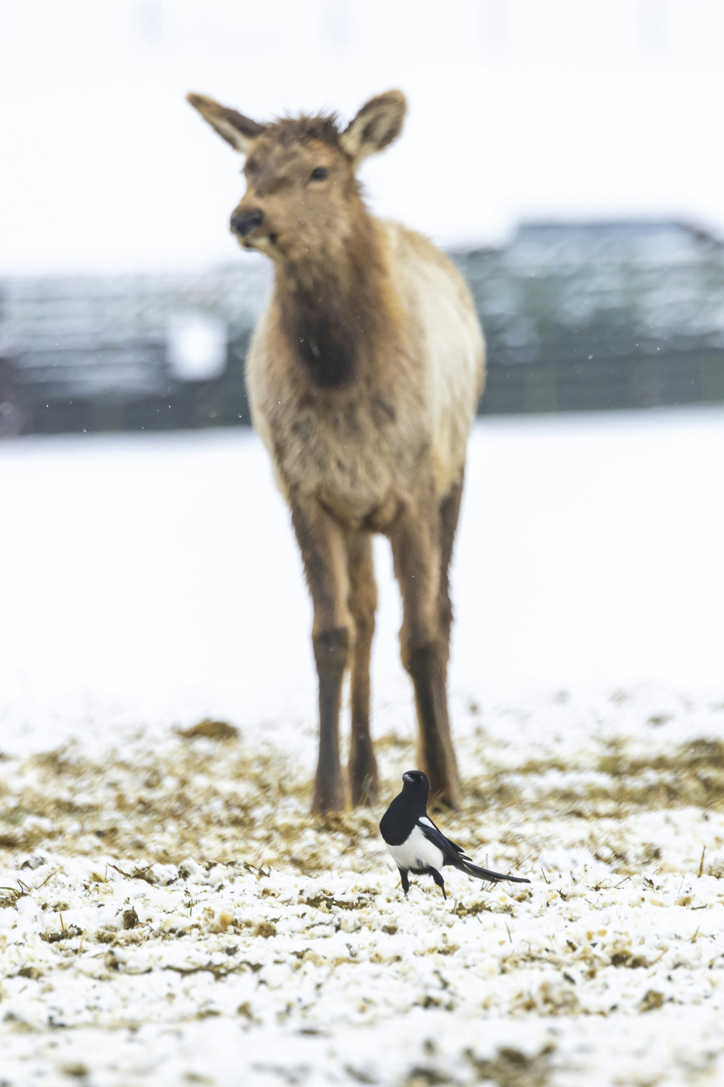 Winter Pause: A Magpie in Focus as a Deer Emerges in the Snow