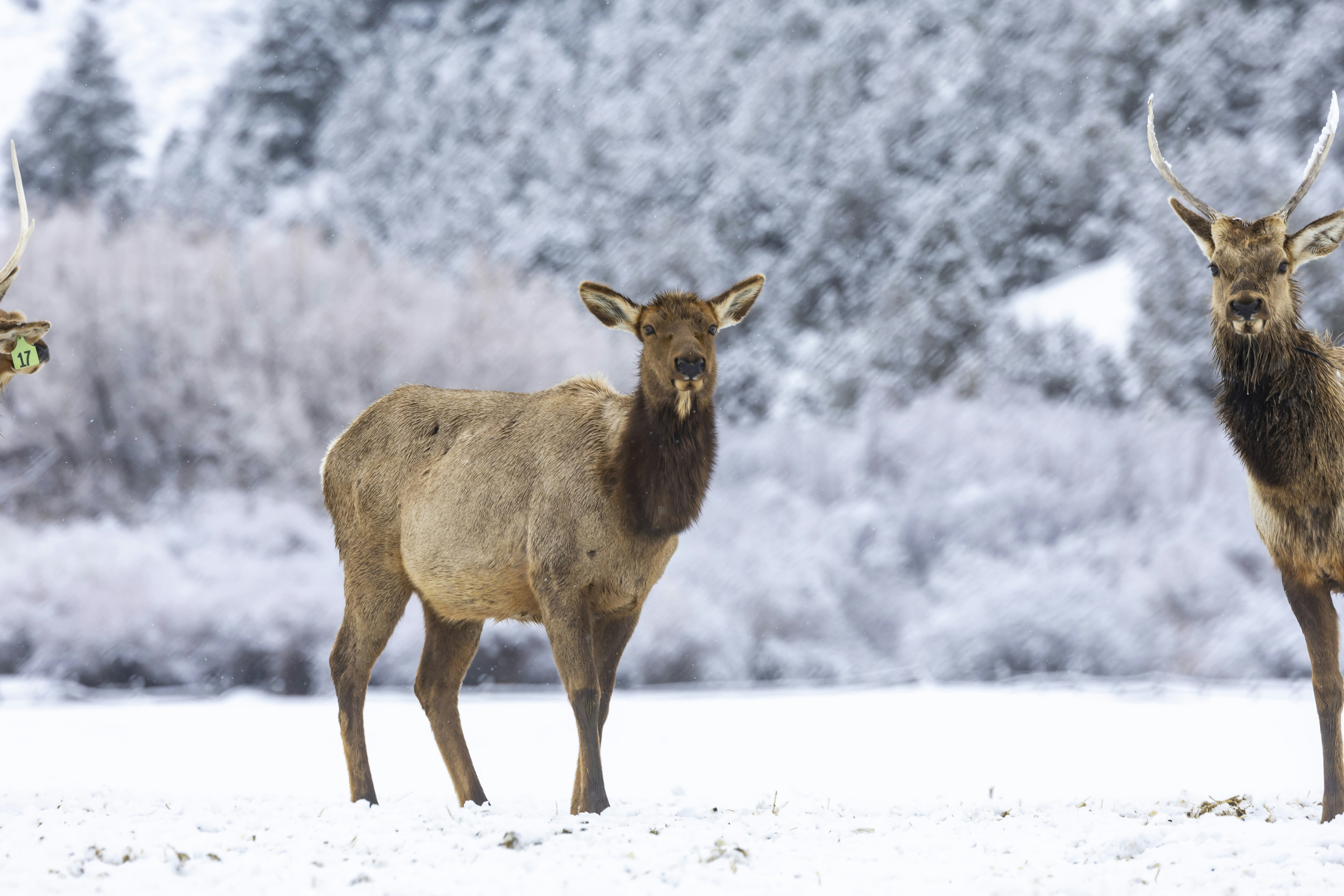 Three deer standing in a snowy field with trees in the background photo ...
