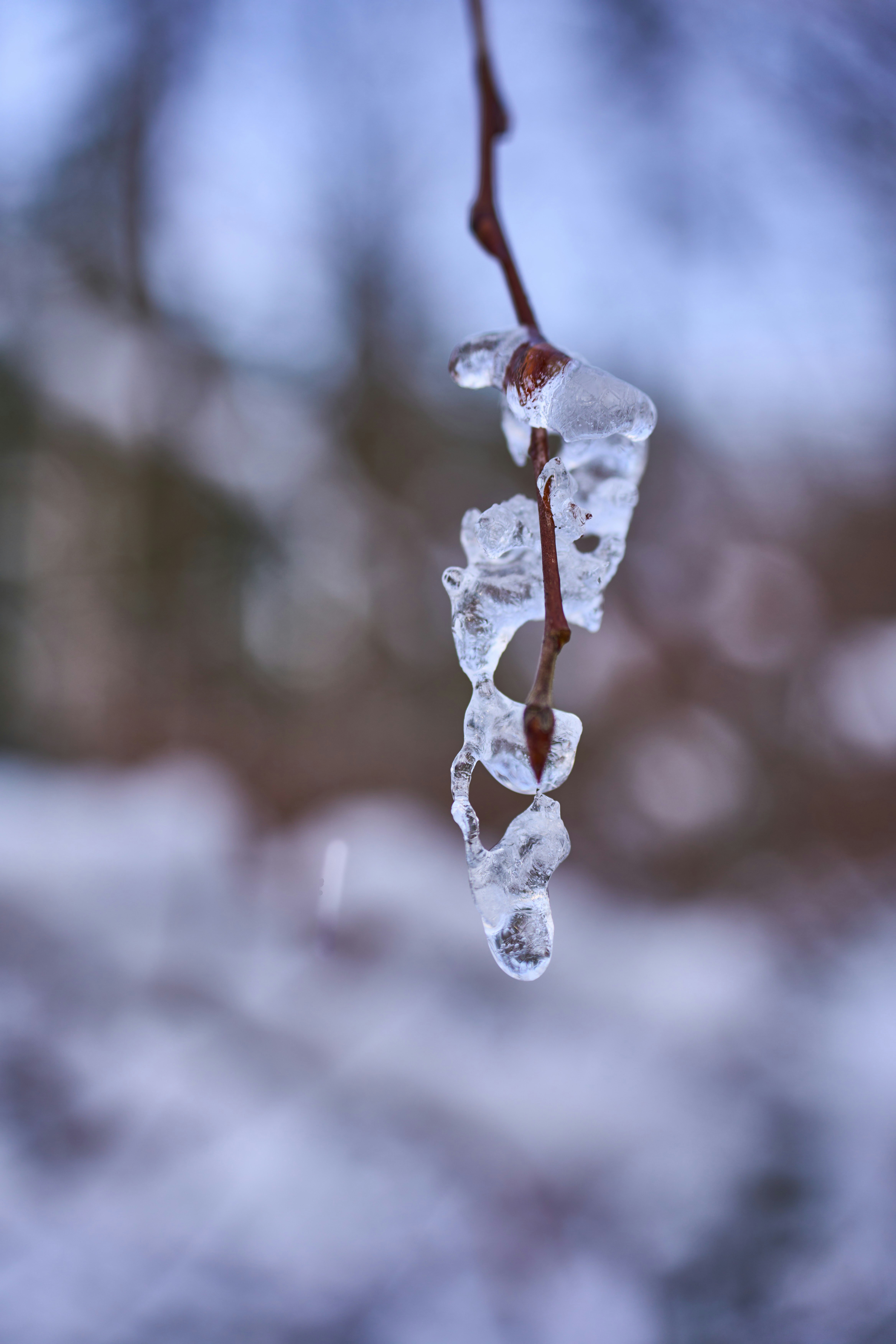 Ice Pendant on a Winter Twig
