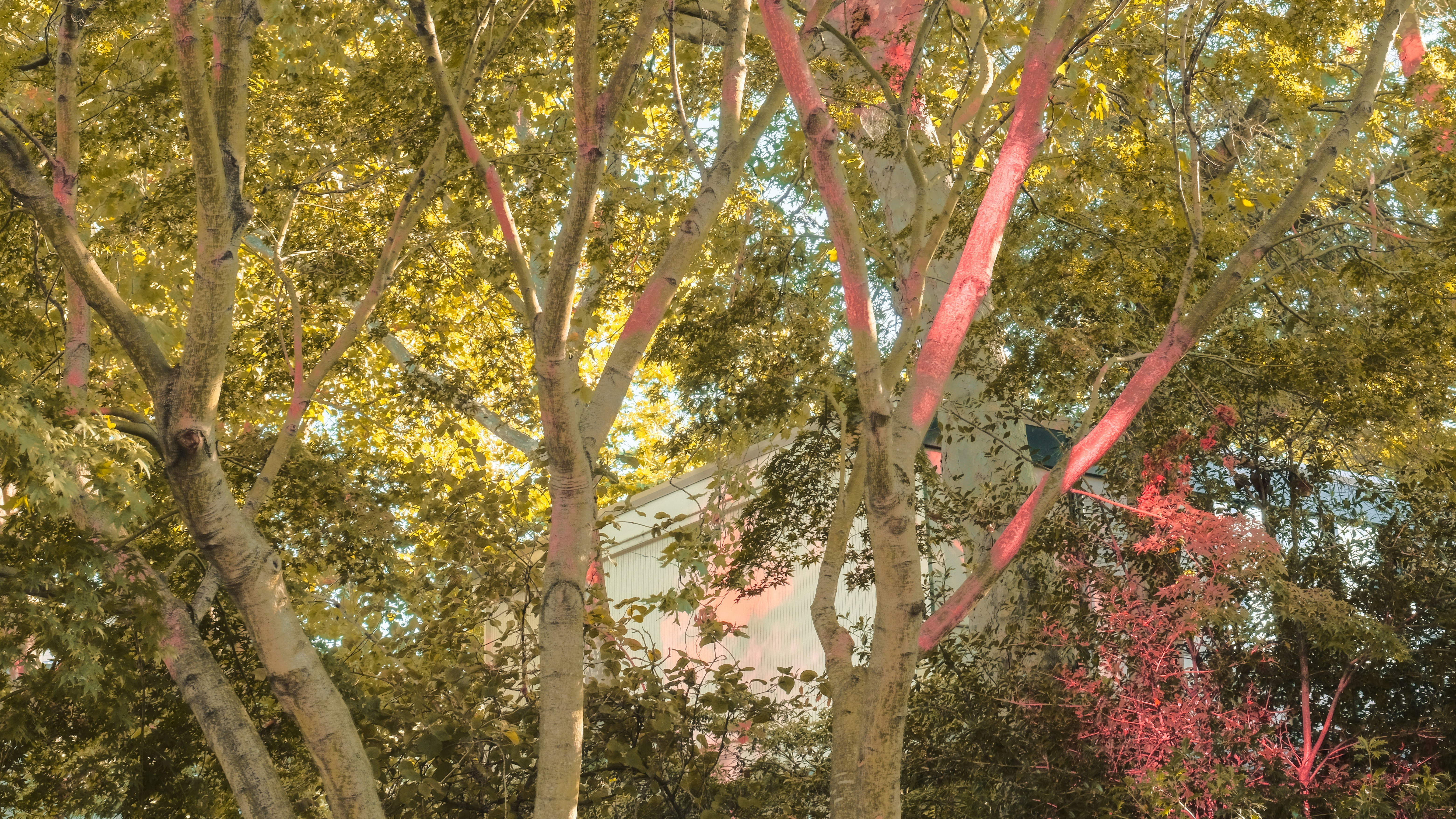 Pink Ribbon Light Weaves Through an Autumn Canopy Over a Suburban Yard