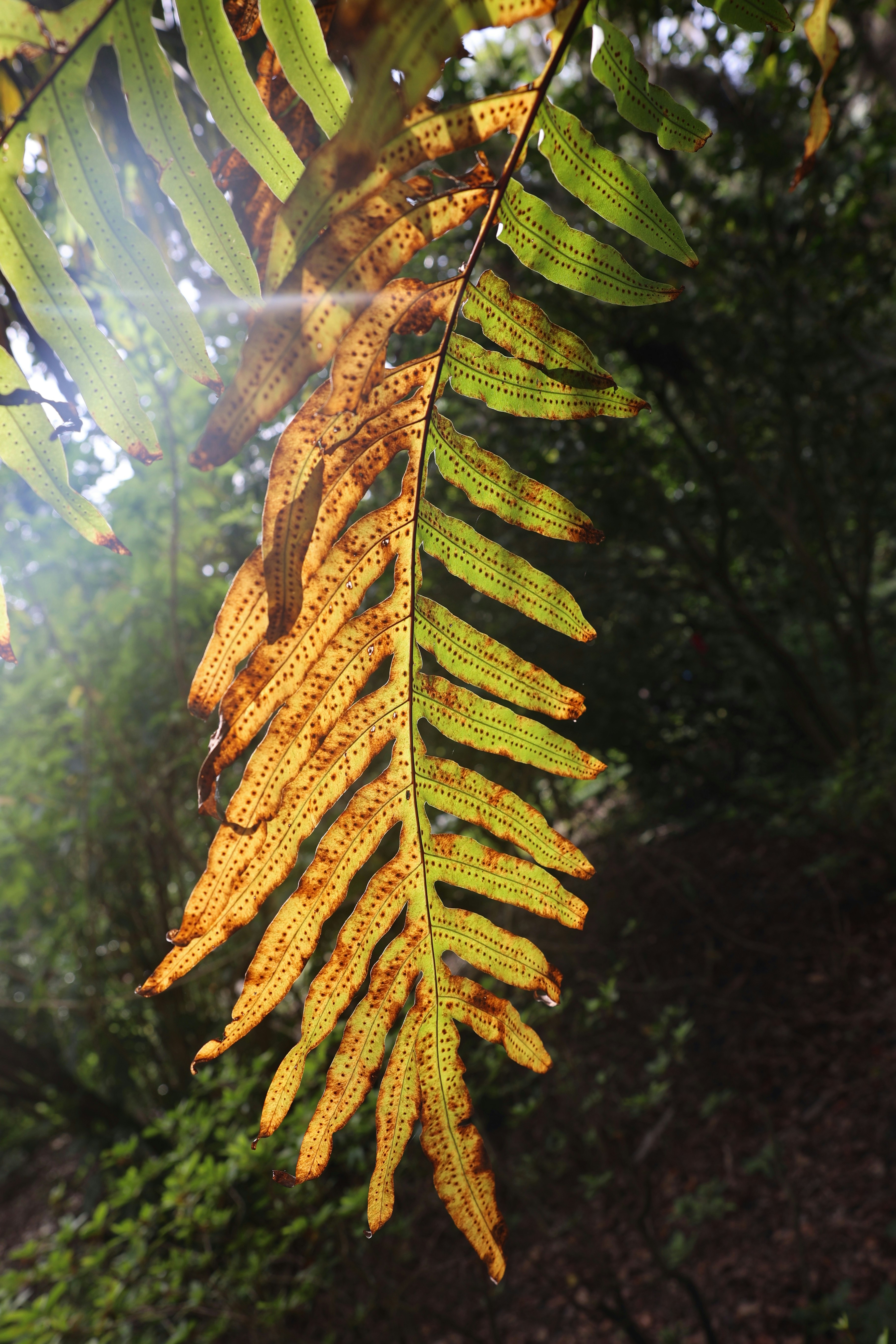 Autumnal Fern Frond in Dappled Forest Light