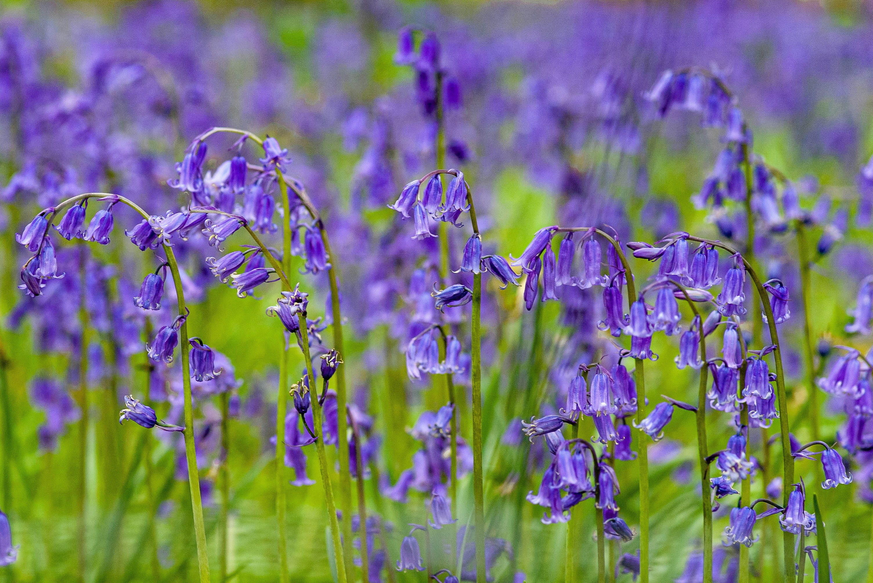 Bluebells in spring forest