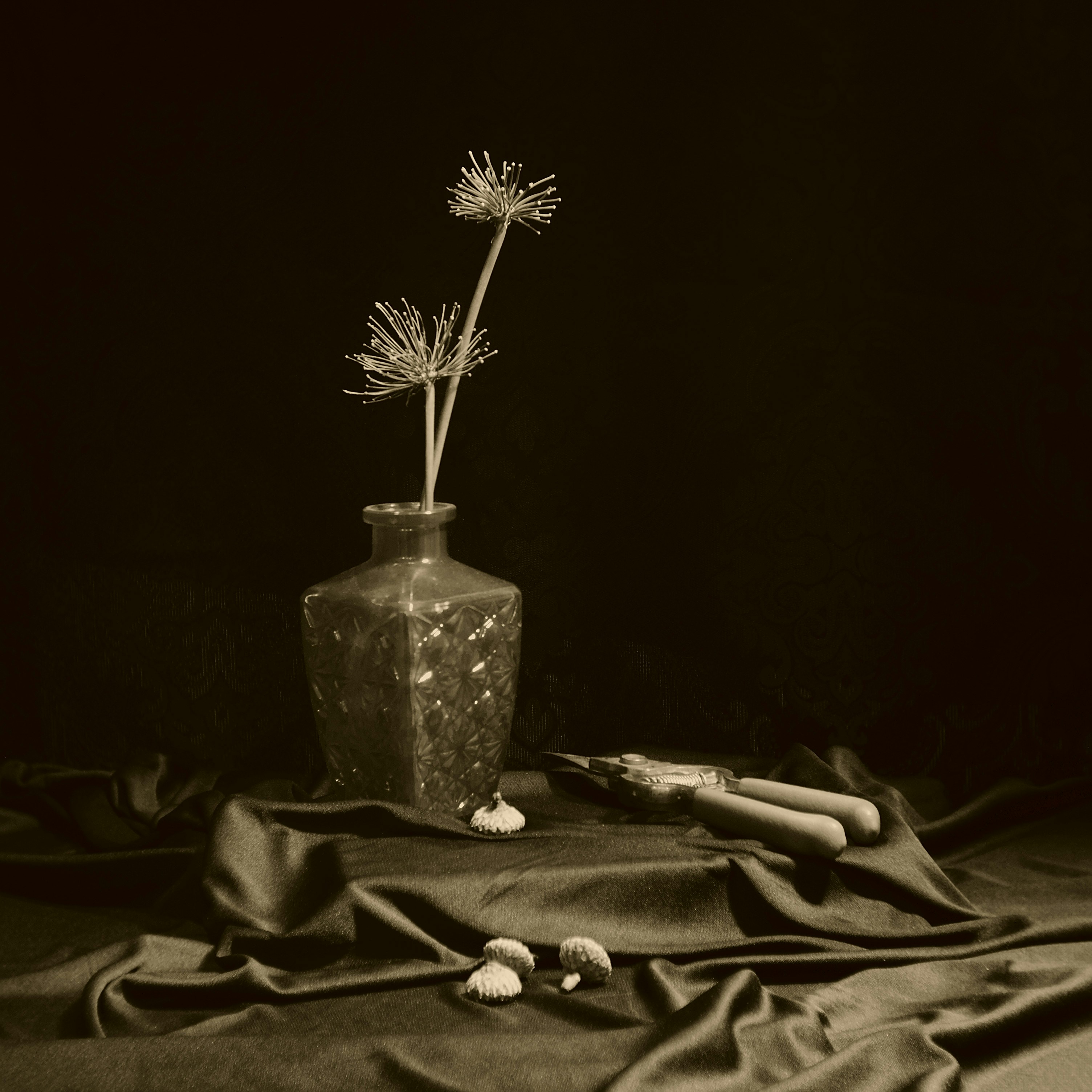 Sepia Still Life: Faceted Vase and Starburst Stems on Velvet
